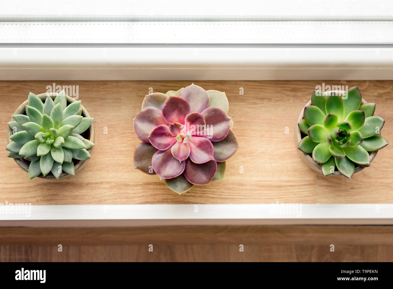 Succulent plants hi-res stock photography and images - Alamy