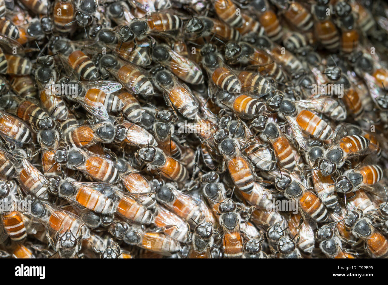 Take a closer look at the bee crowd Stock Photo - Alamy