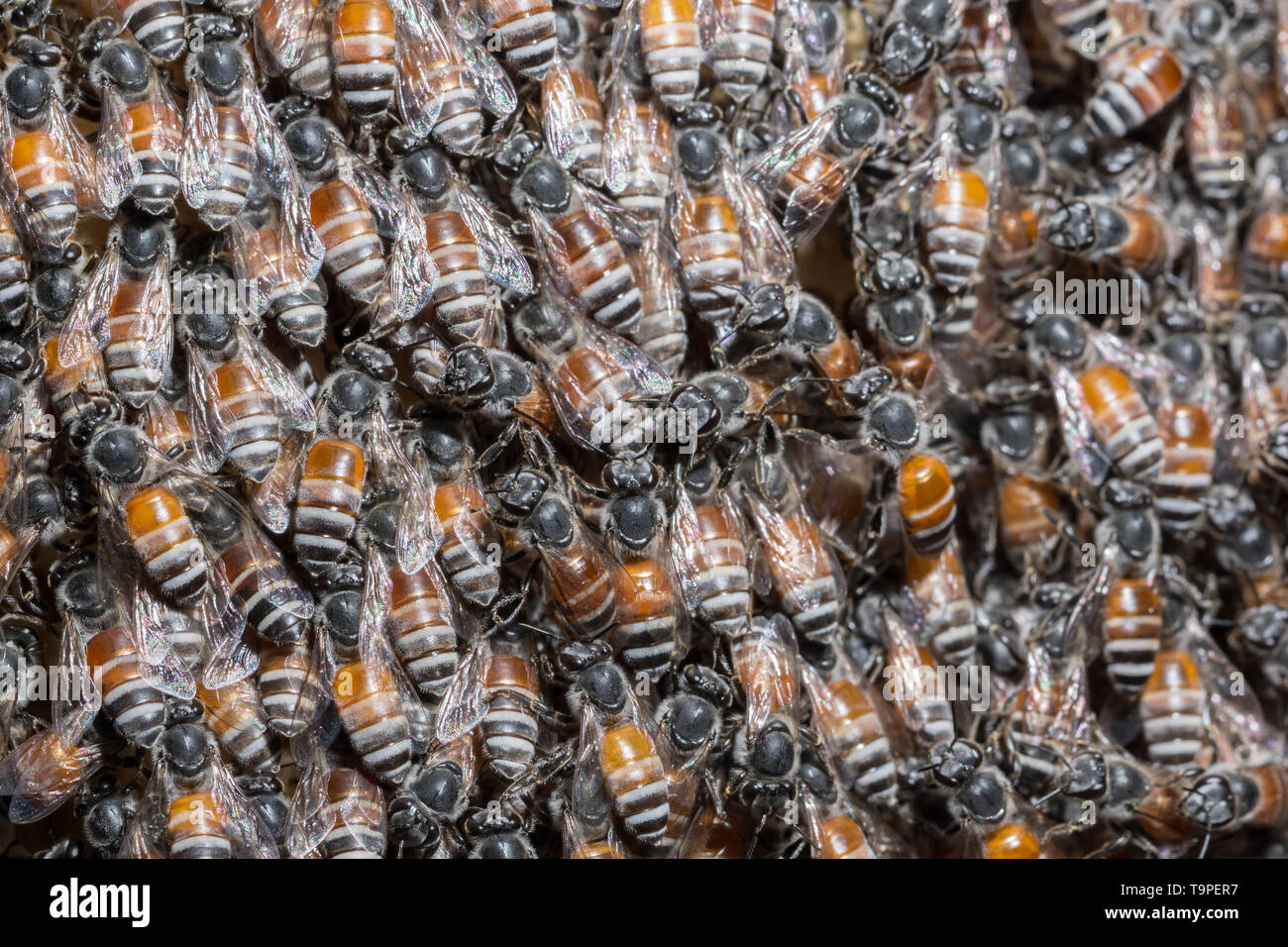 Take a closer look at the bee crowd Stock Photo - Alamy