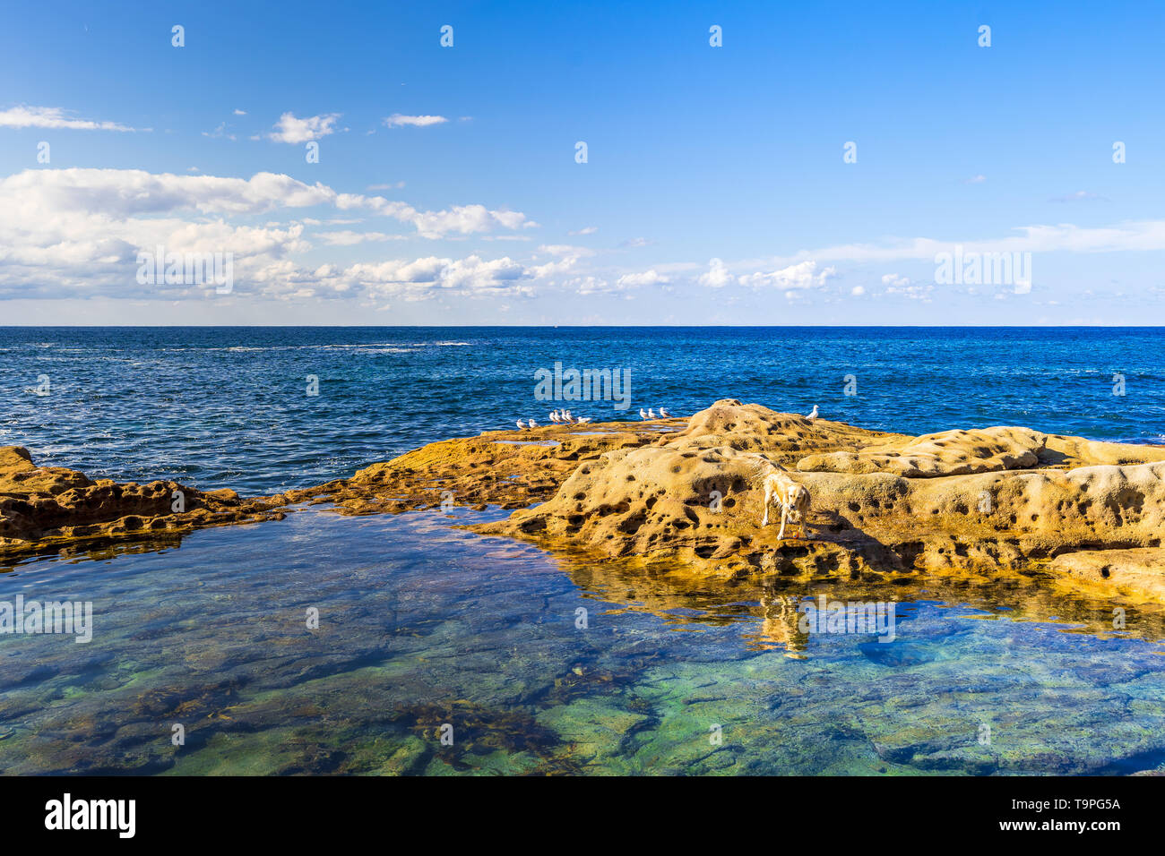 The rock pools along the Coogee beach to Maroubra beach walk in Sydney ...