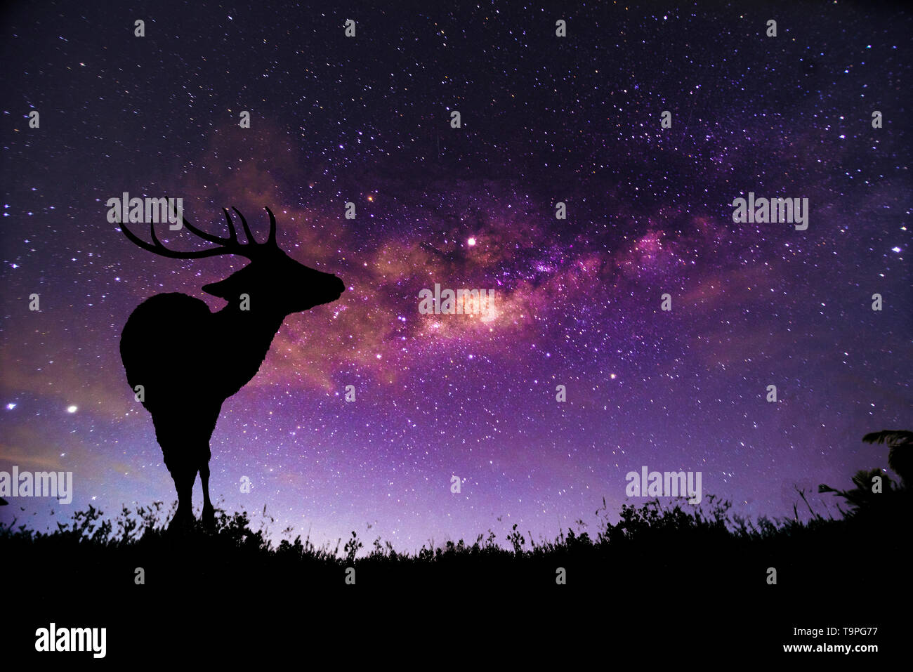 The deer image stands in the Milky Way constellation Stock Photo - Alamy