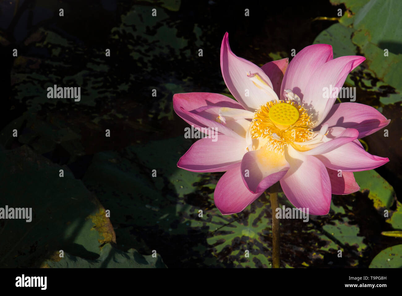 A beautiful pink lotus flower or lotus flower in the pool Stock Photo ...