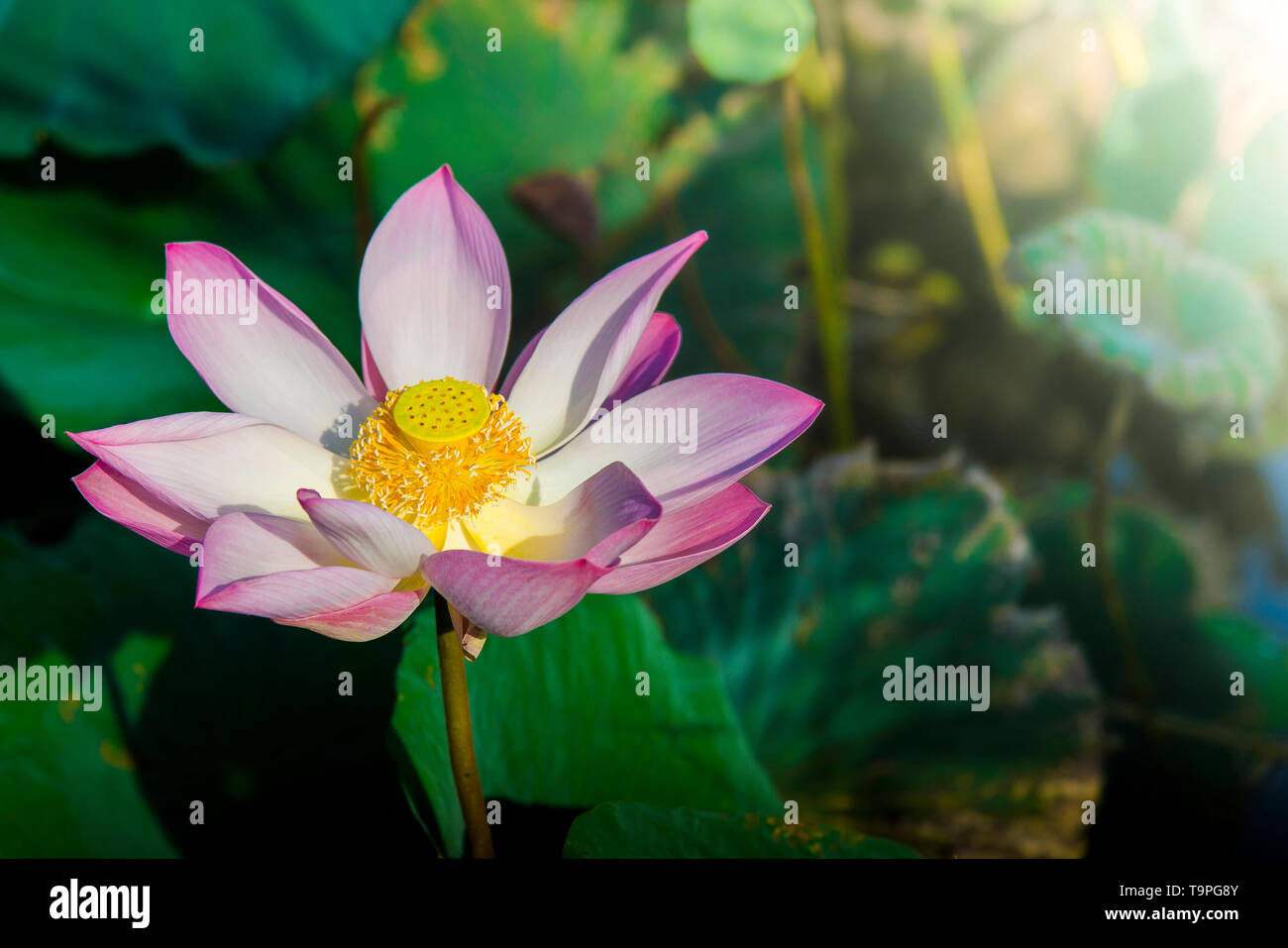 A beautiful pink lotus flower or lotus flower in the pool Stock Photo ...