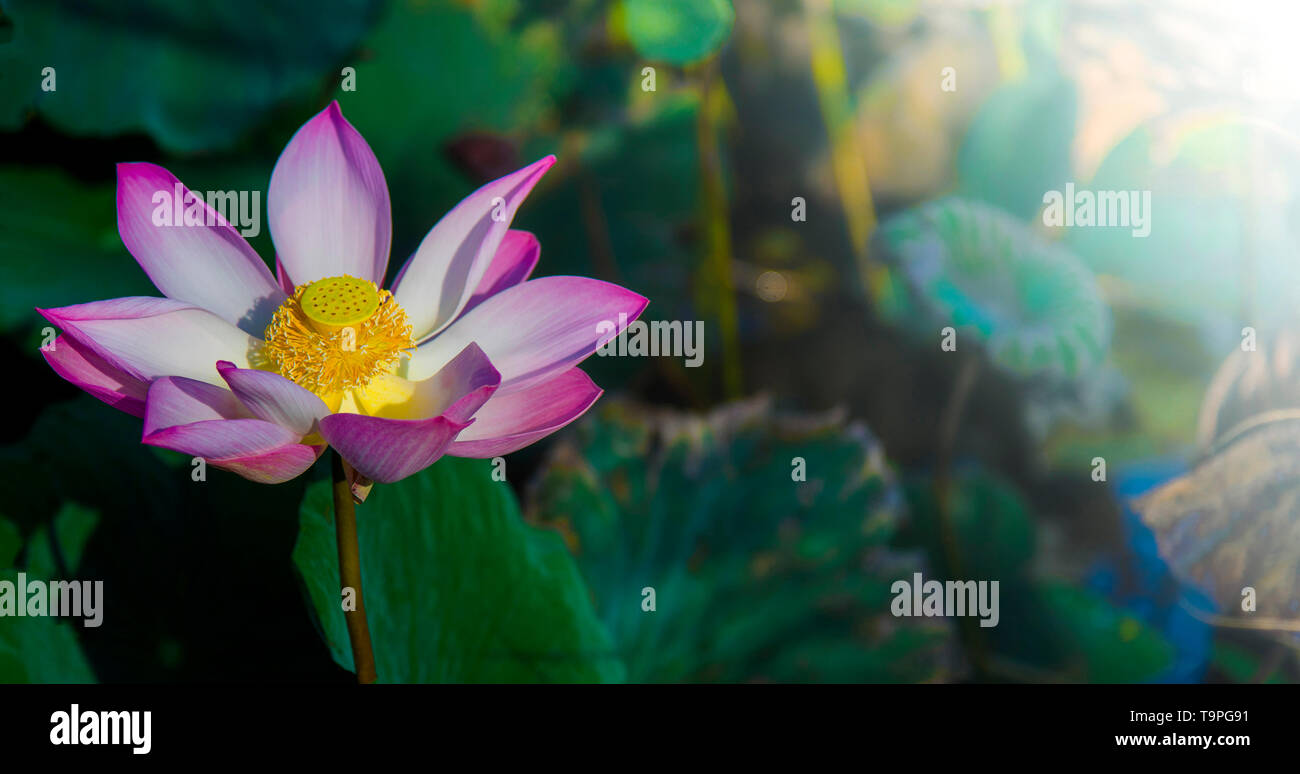 A beautiful pink lotus flower or lotus flower in the pool Stock Photo ...