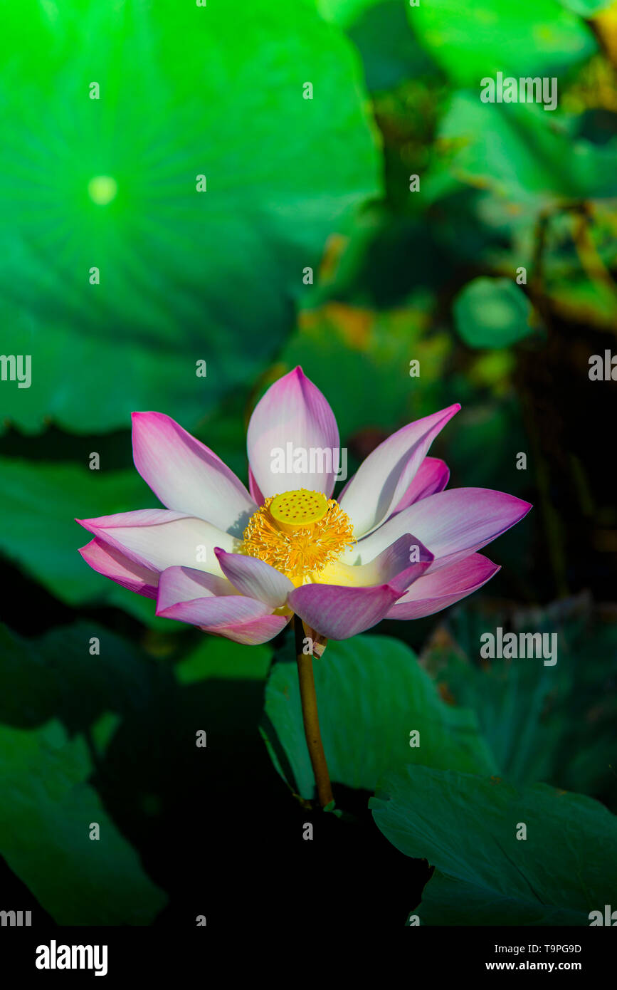 A beautiful pink lotus flower or lotus flower in the pool Stock Photo ...