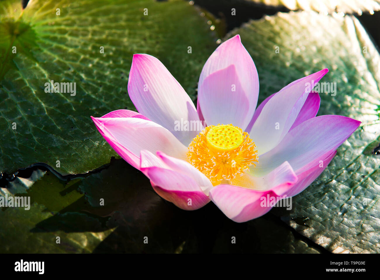 A beautiful pink lotus flower or lotus flower in the pool Stock Photo ...