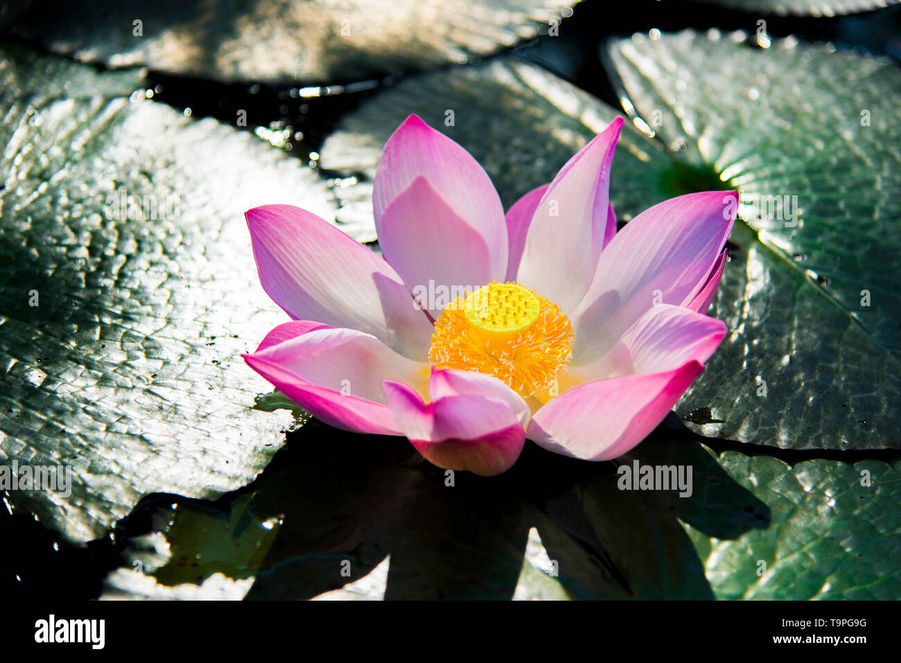 A beautiful pink lotus flower or lotus flower in the pool Stock Photo ...