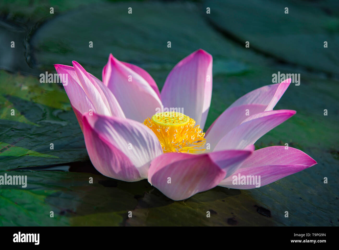 A beautiful pink lotus flower or lotus flower in the pool Stock Photo ...