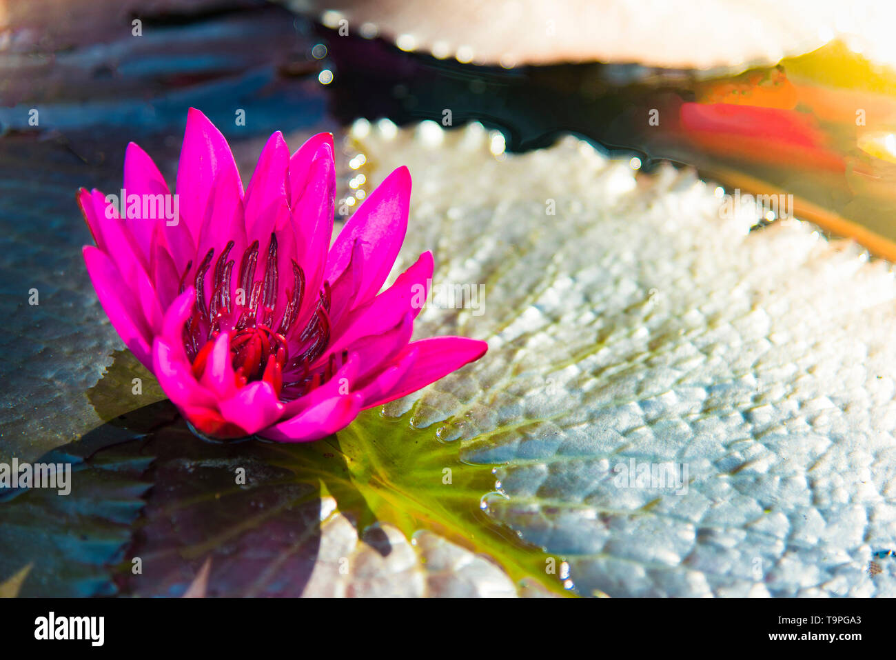 A beautiful pink lotus flower or lotus flower in the pool Stock Photo ...