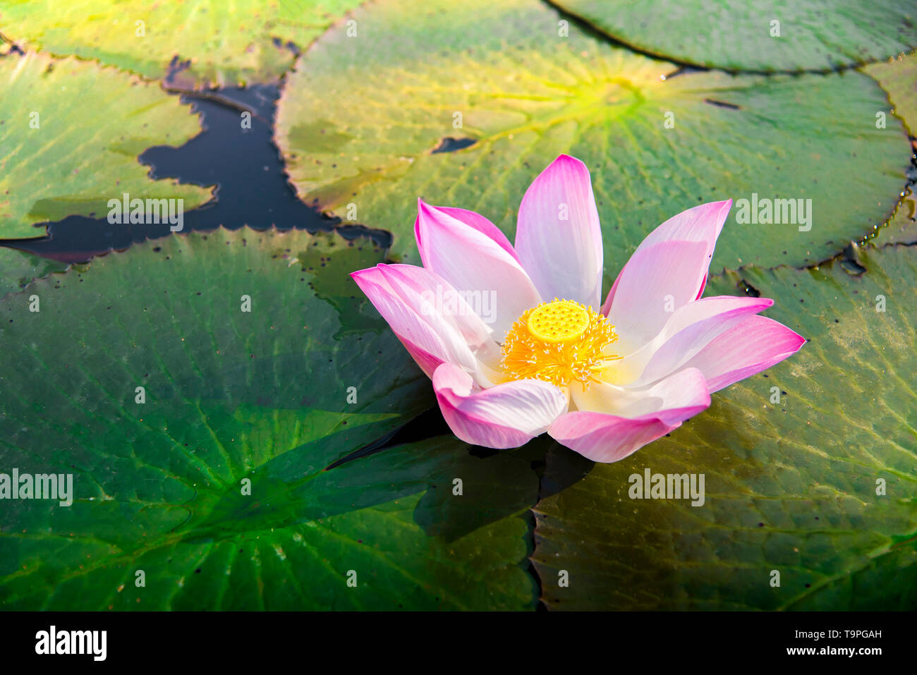 A beautiful pink lotus flower or lotus flower in the pool Stock Photo ...