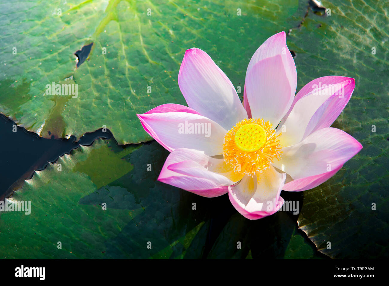 A beautiful pink lotus flower or lotus flower in the pool Stock Photo ...