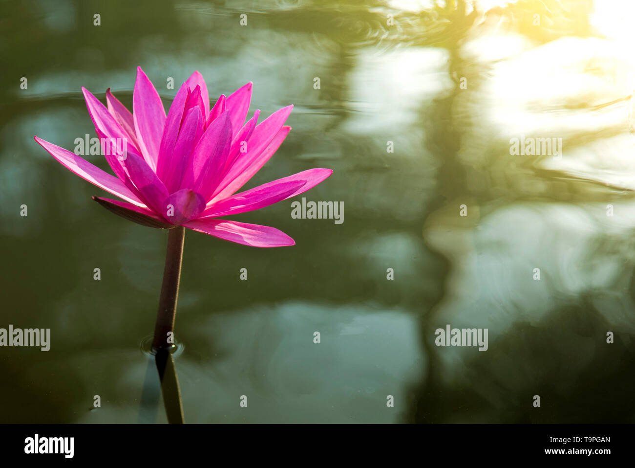 A beautiful pink lotus flower or lotus flower in the pool Stock Photo ...
