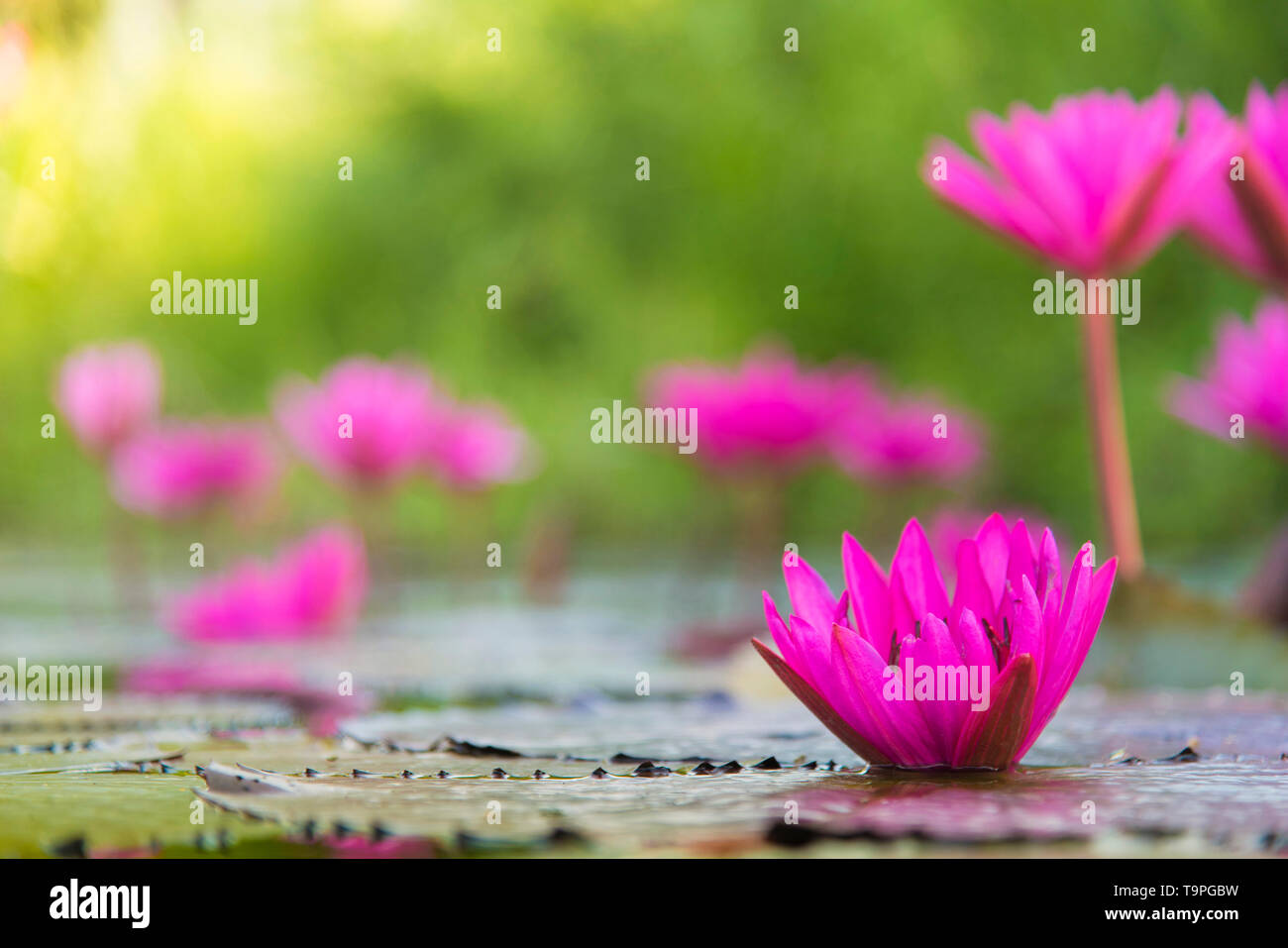 A beautiful pink lotus flower or lotus flower in the pool Stock Photo ...