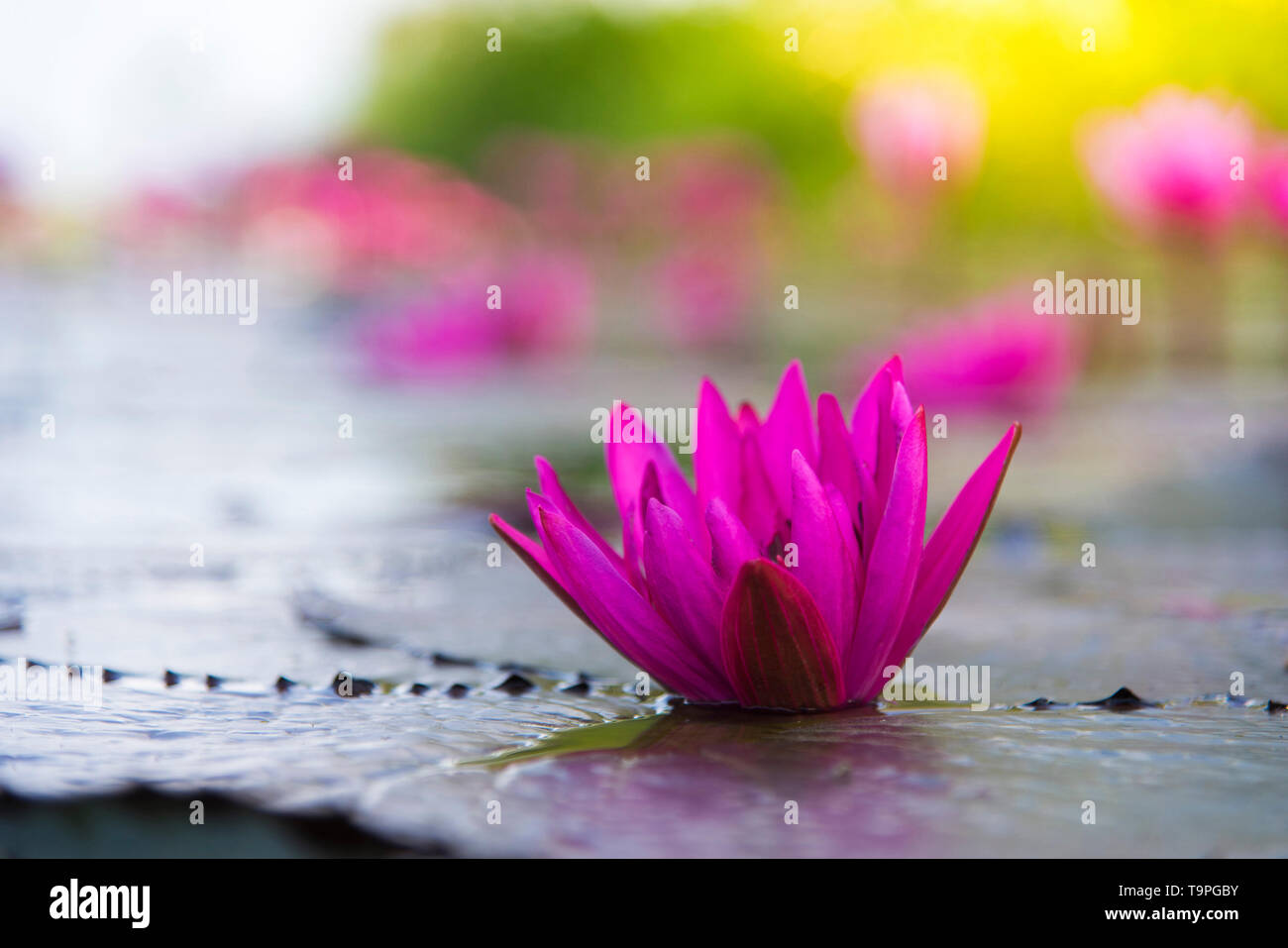 A beautiful pink lotus flower or lotus flower in the pool Stock Photo ...