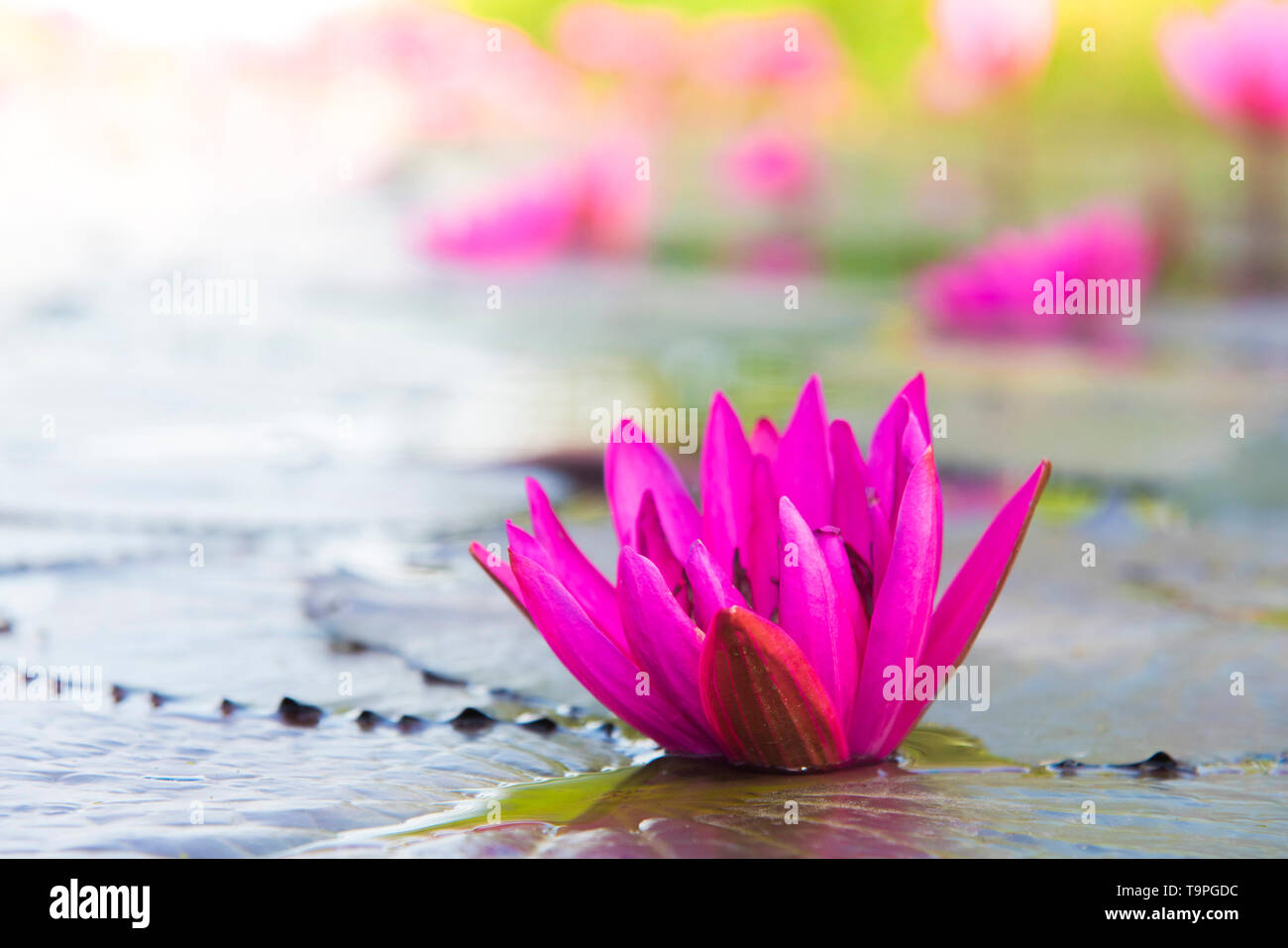 A beautiful pink lotus flower or lotus flower in the pool Stock Photo ...