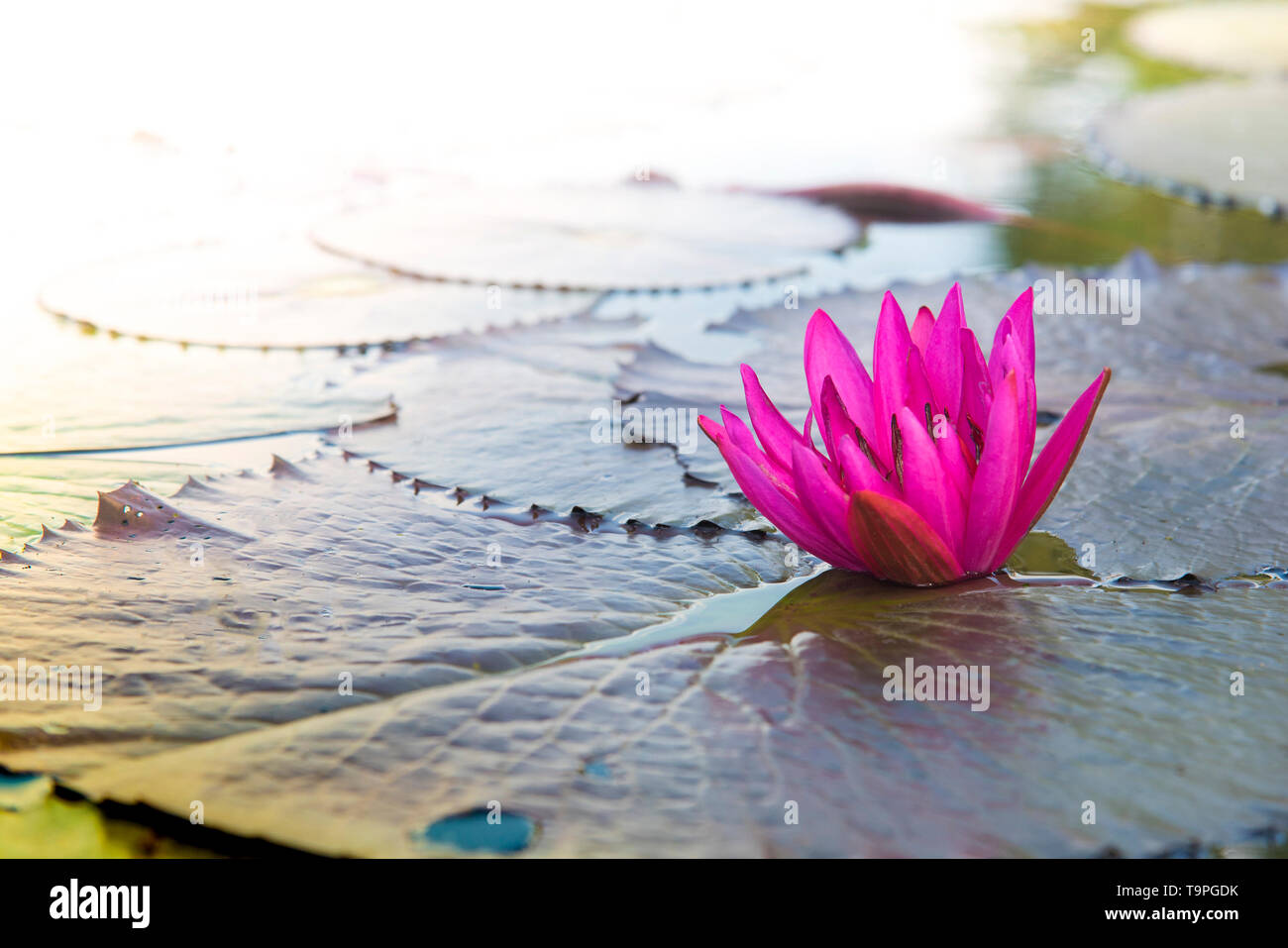 A beautiful pink lotus flower or lotus flower in the pool Stock Photo ...