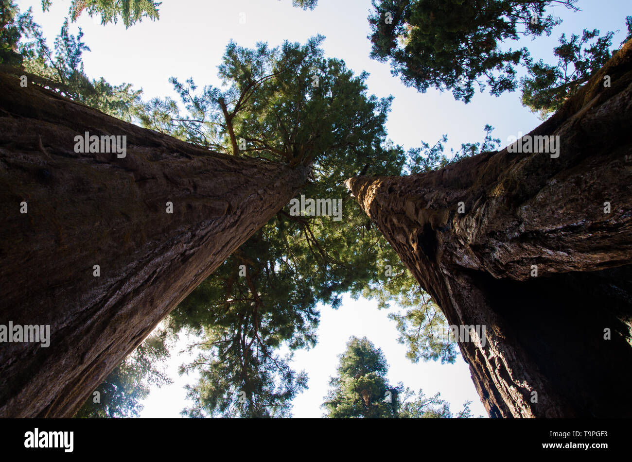 Sequoia tree man hi-res stock photography and images - Alamy