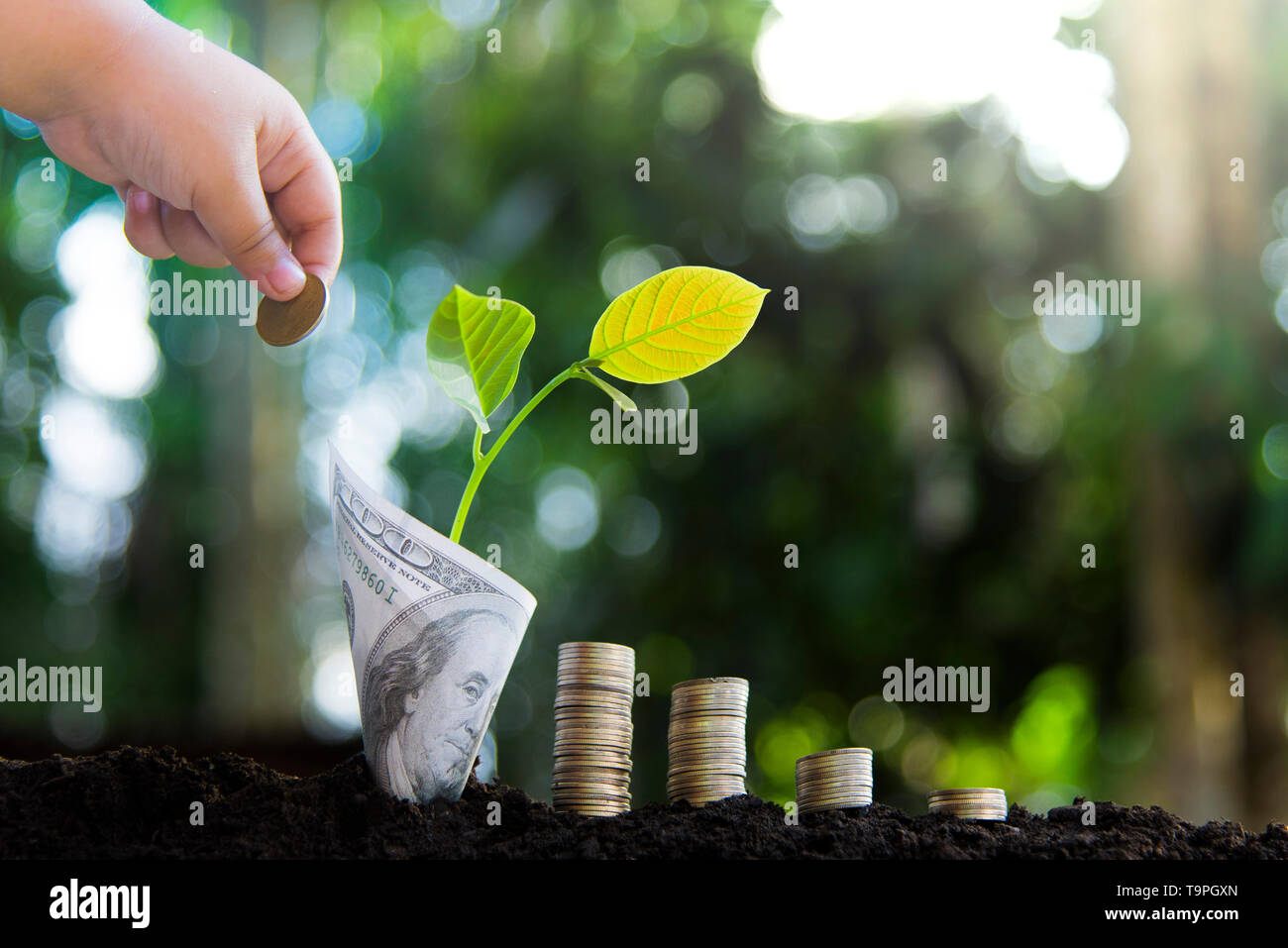 Trees with money, saving money and growing hands Stock Photo - Alamy