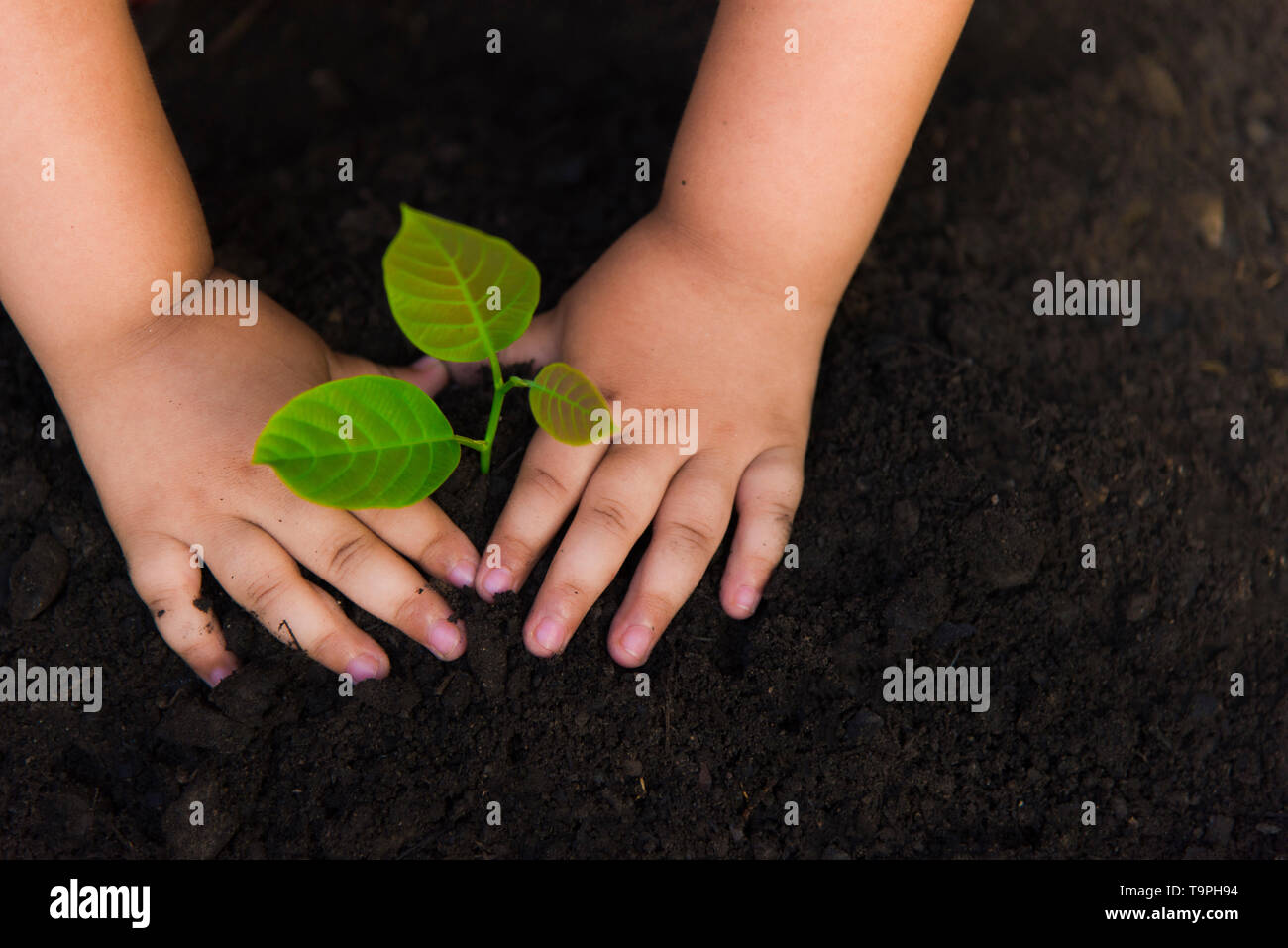 Trees with money, saving money and growing hands Stock Photo - Alamy