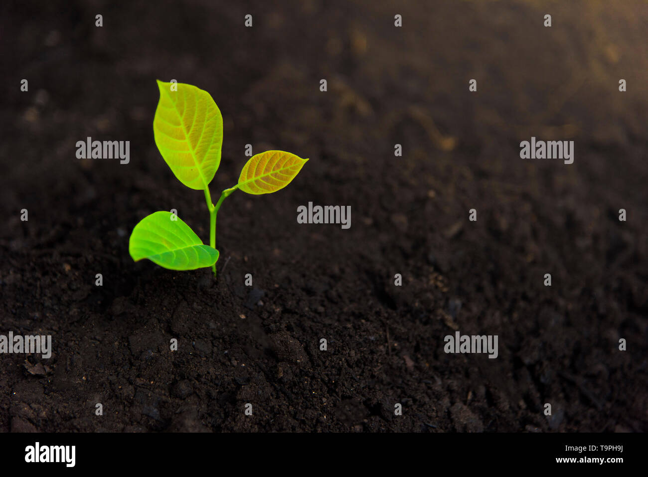 Trees with money, saving money and growing hands Stock Photo - Alamy