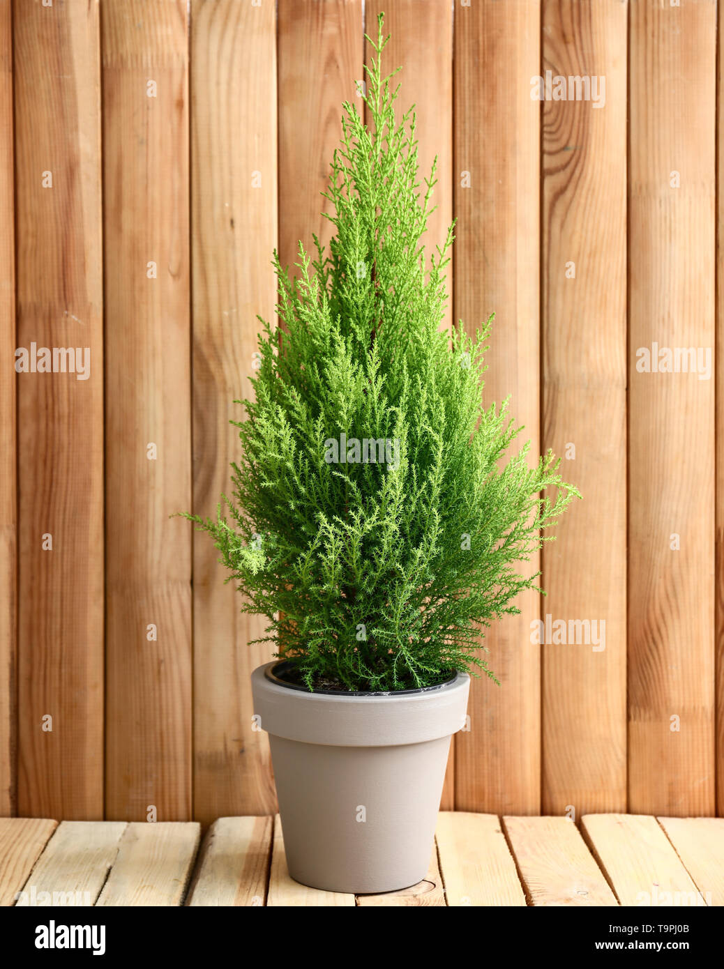 Lemon cypress tree hi-res stock photography and images - Alamy