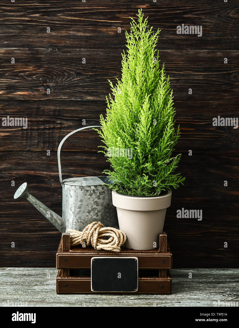 Lemon cypress tree plant and watering can on wooden background Stock ...