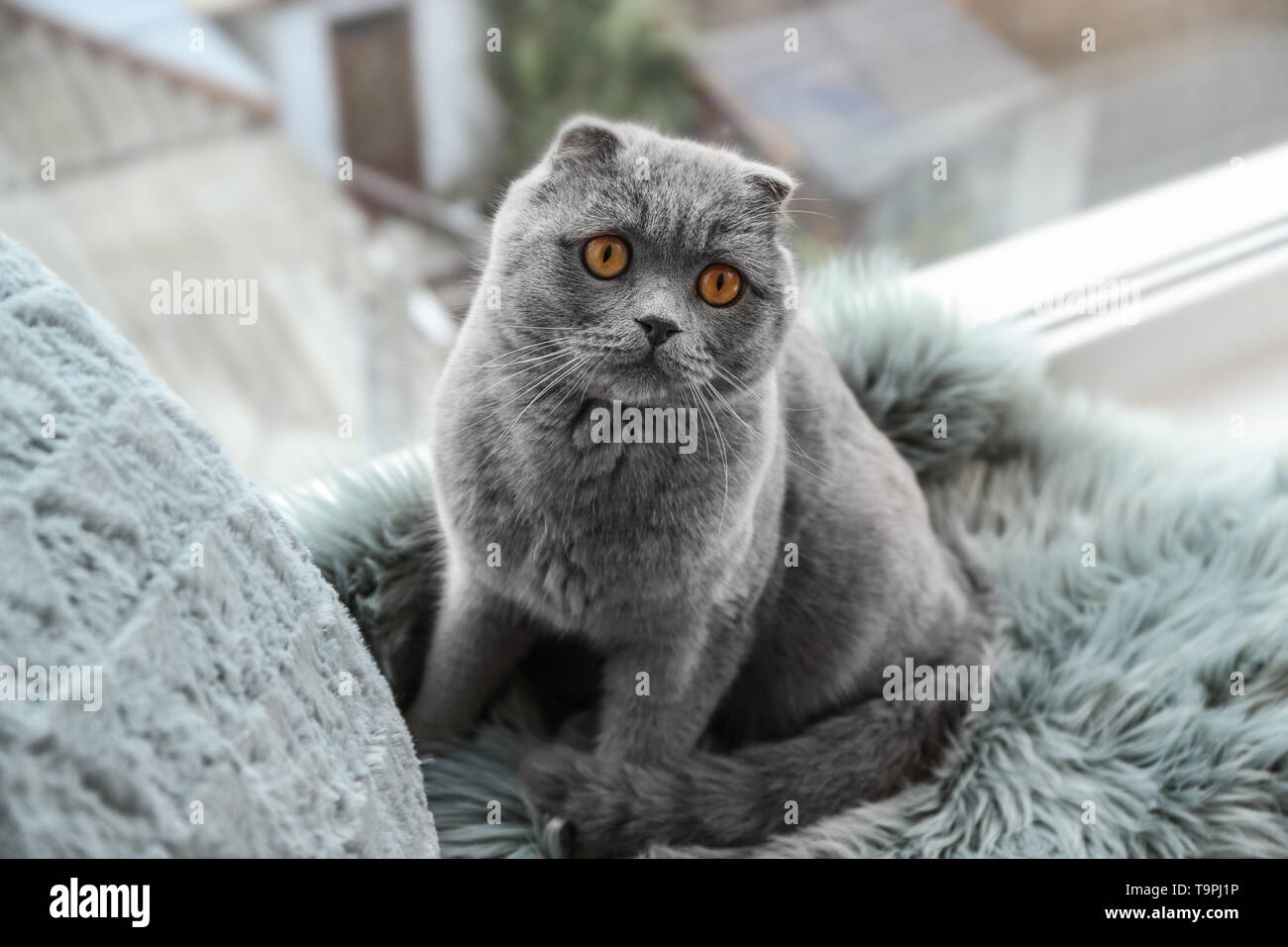 Cute funny cat on window sill Stock Photo - Alamy