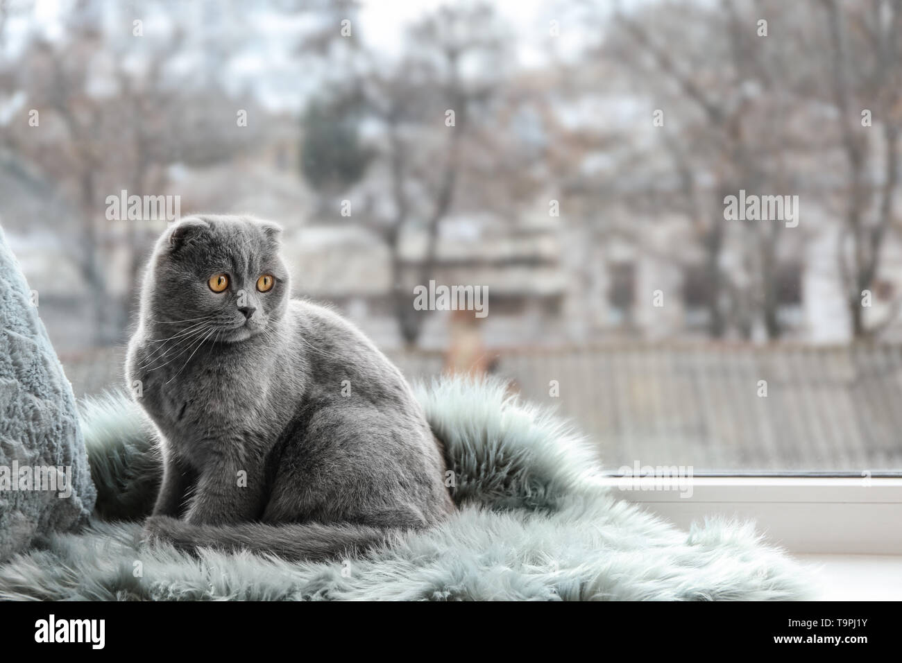 Cute funny cat on window sill Stock Photo - Alamy