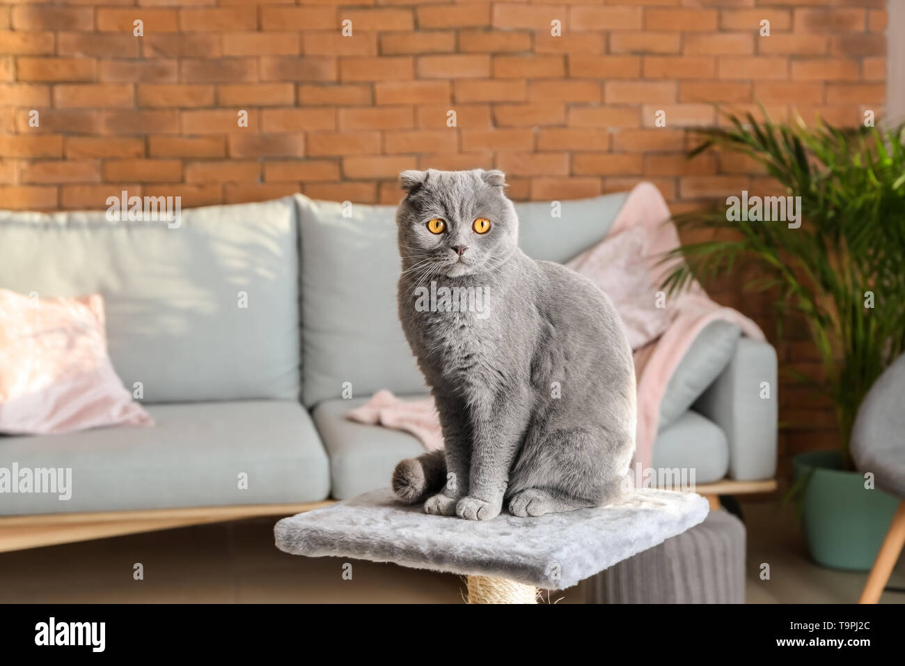 Cute funny cat on scratching post at home Stock Photo - Alamy