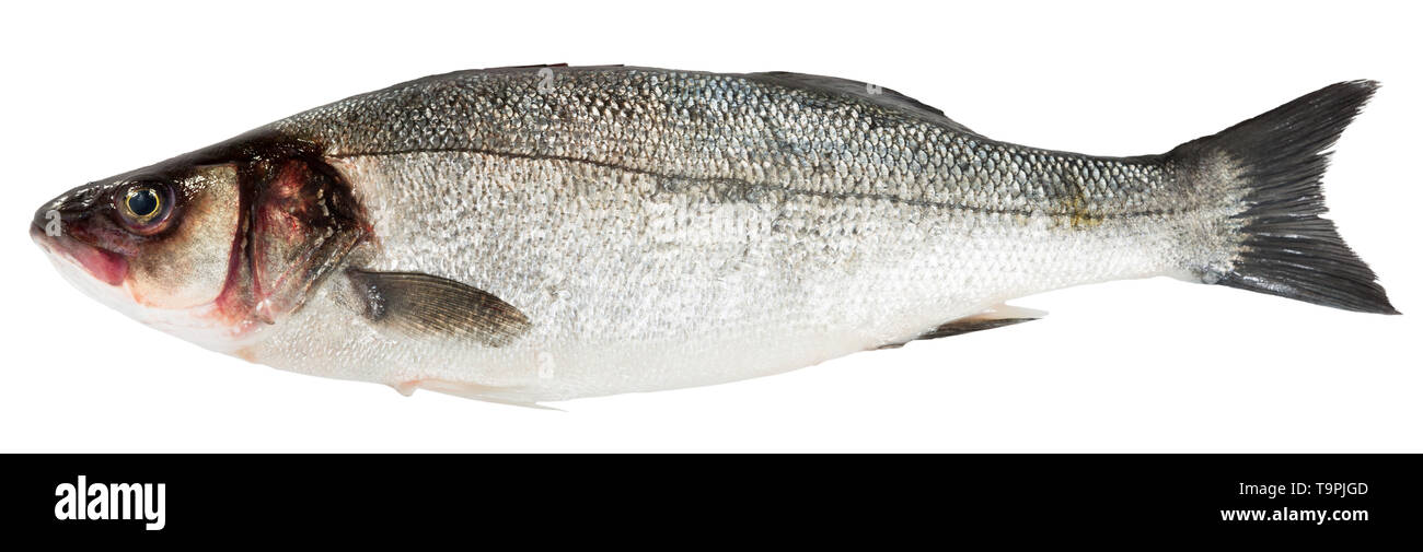 Raw European bass fish. Isolated over white background Stock Photo - Alamy