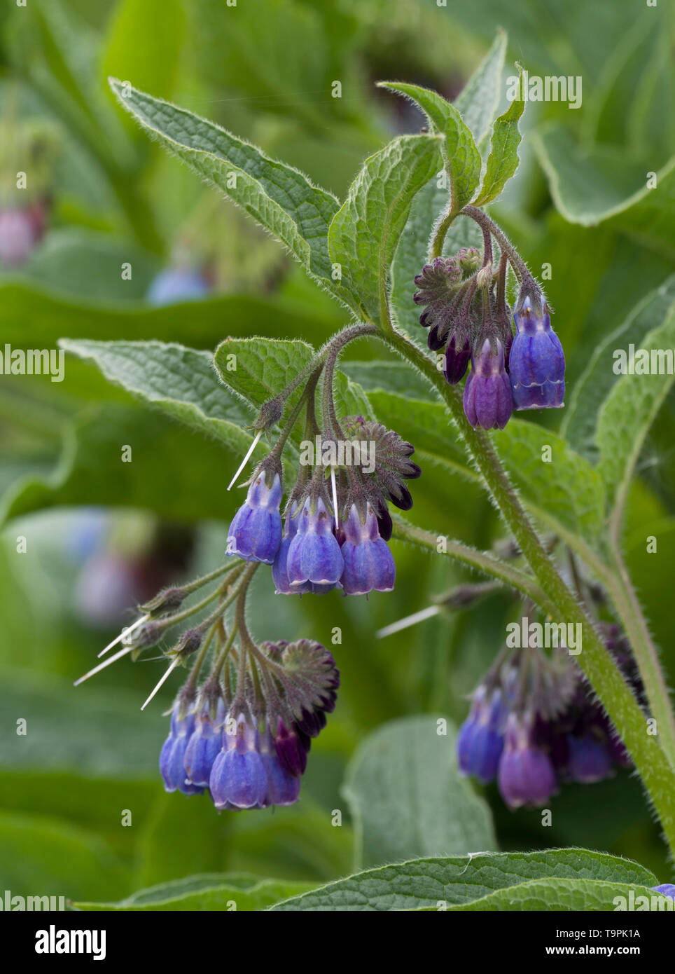 Comfrey flowers uk hi-res stock photography and images - Alamy