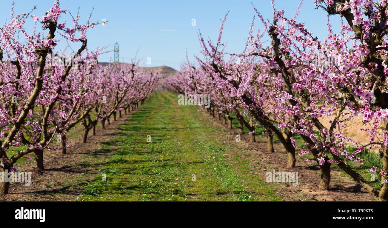 Blossoming of peach in the fields and meadows of Europe in the spring ...