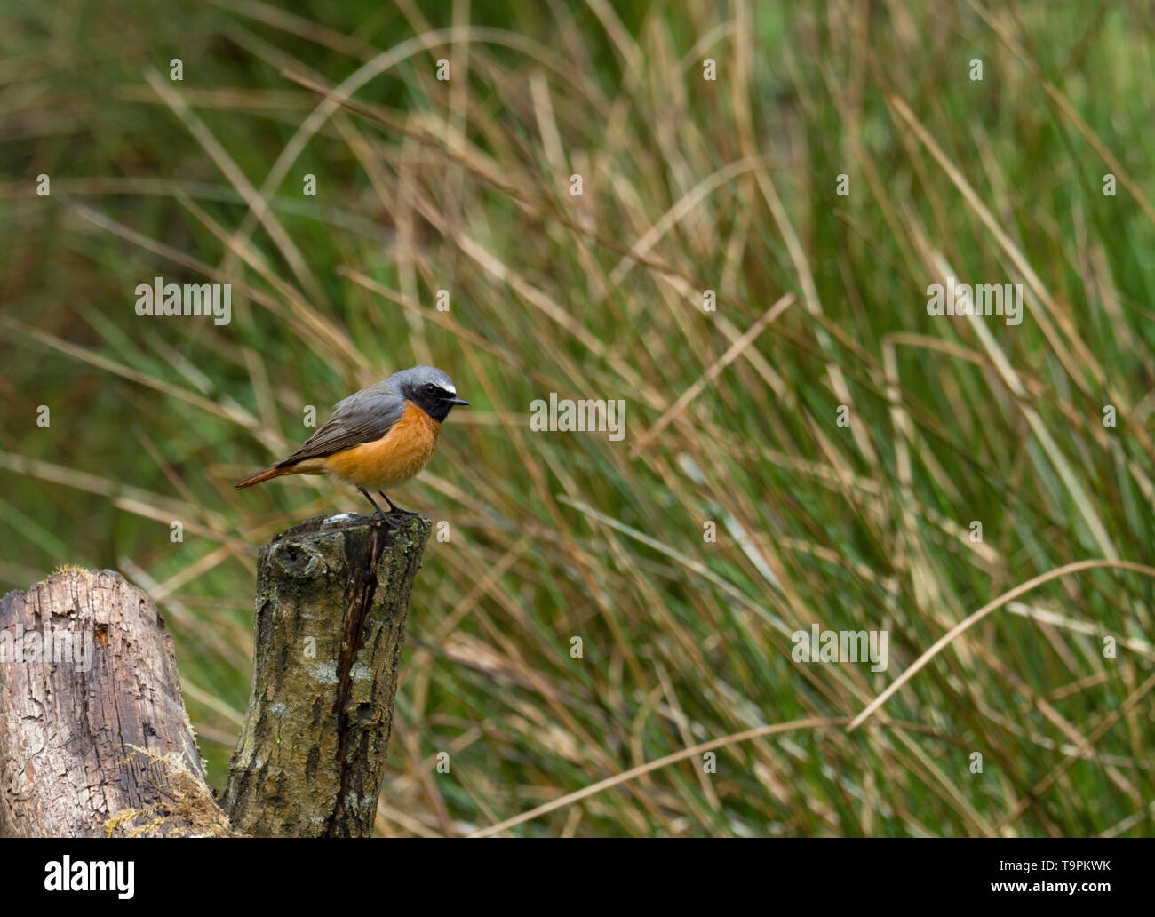 Forest of dean birds hi-res stock photography and images - Alamy