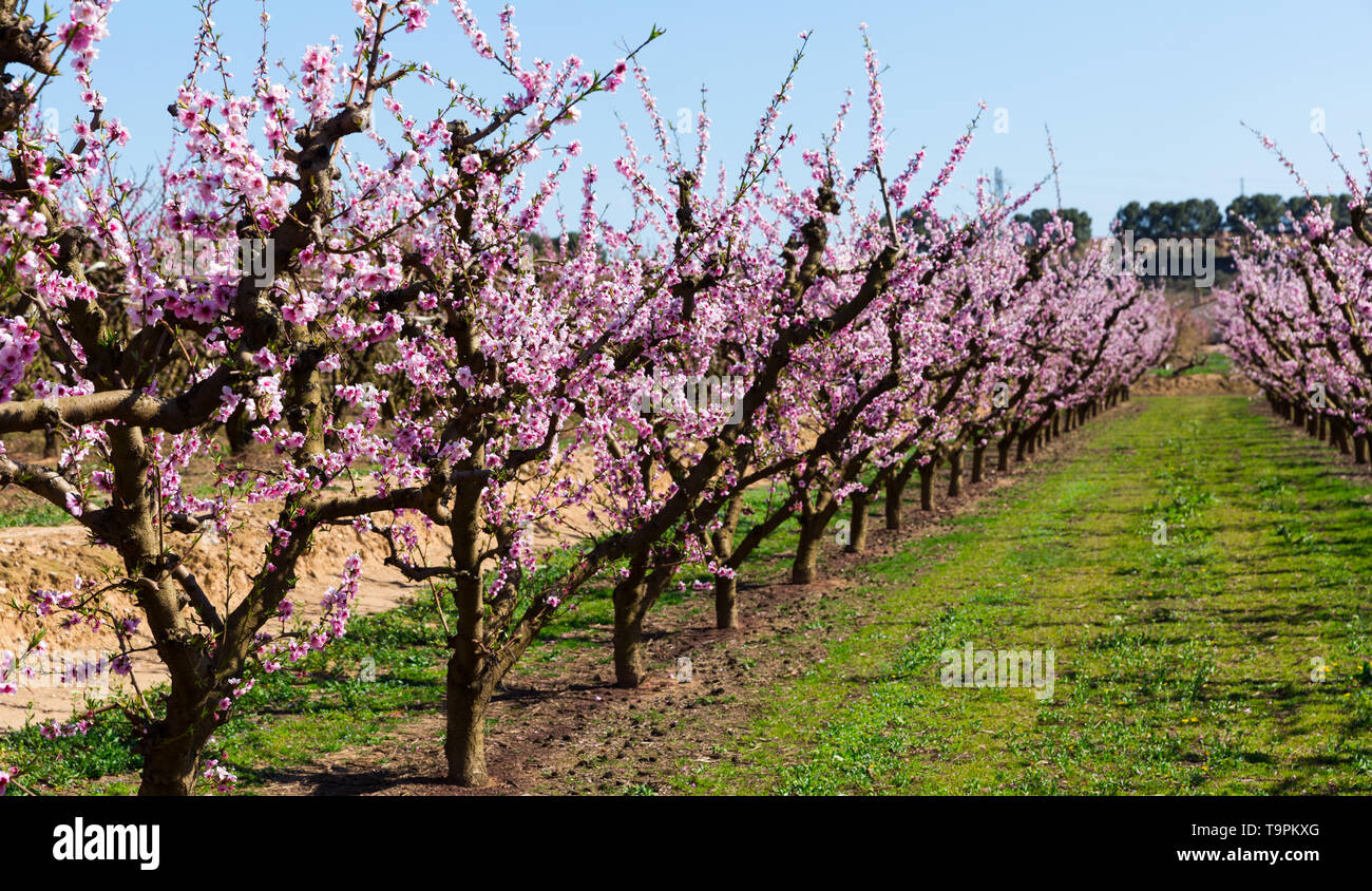 View field flowering peach trees hi-res stock photography and images ...