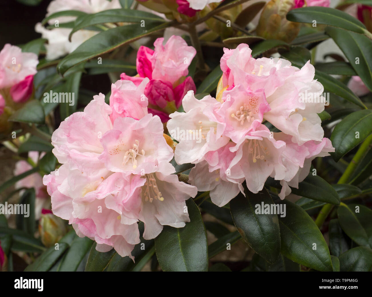 Rhododendron yakushimanum, close up of flowers. The true species from ...