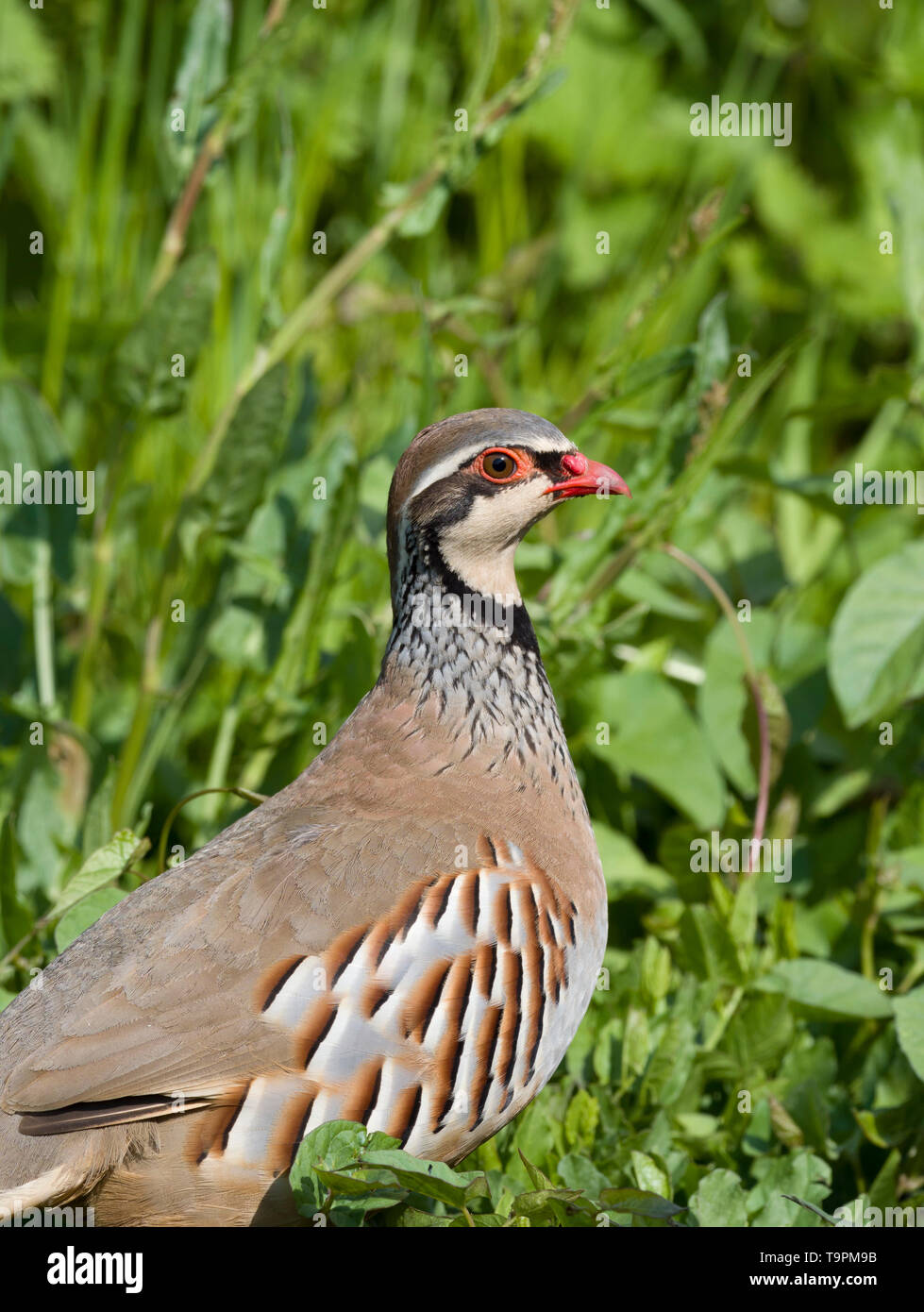 Adult red legged partridge hi-res stock photography and images - Alamy