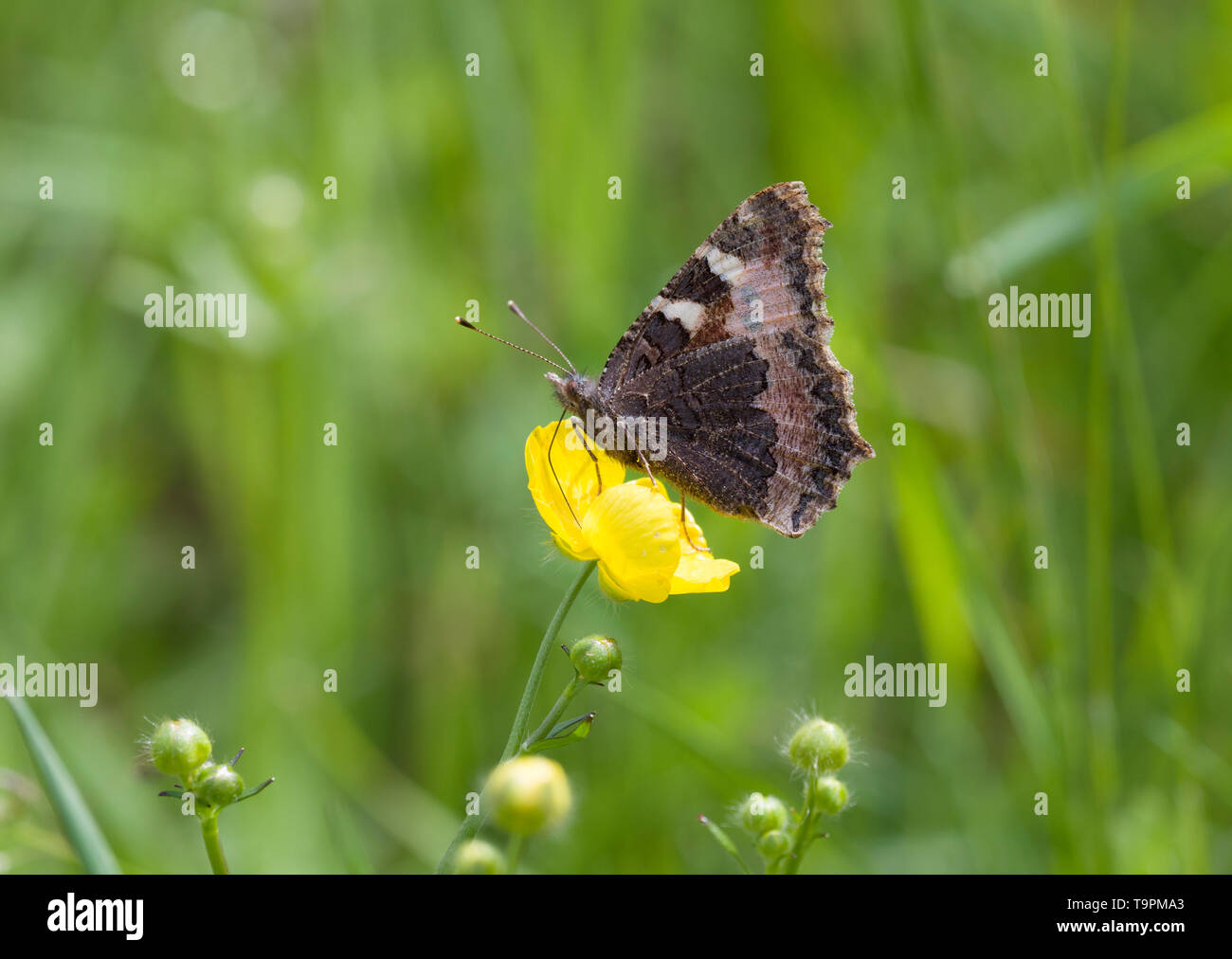 Grassland insects hi-res stock photography and images - Alamy