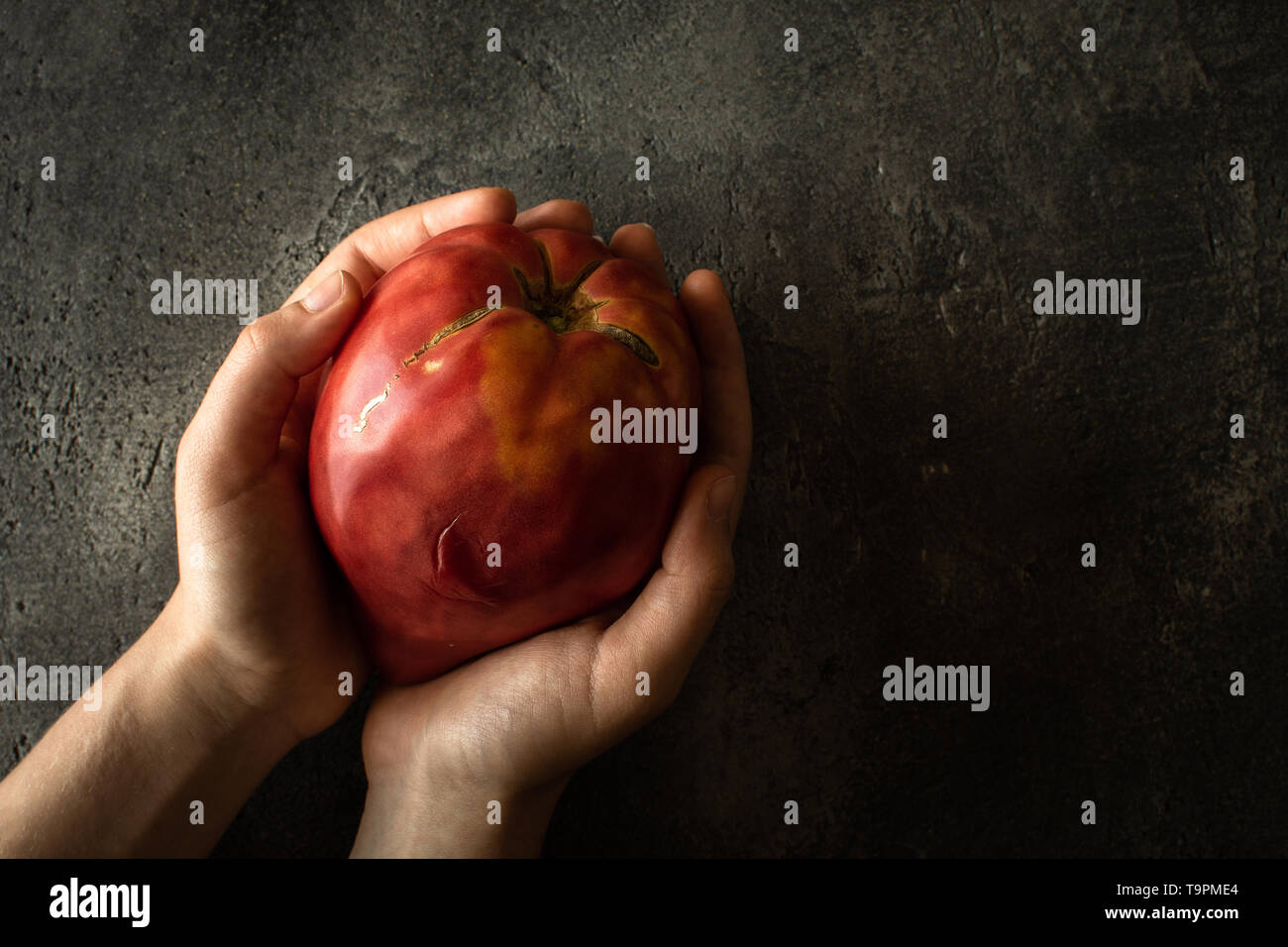 Organic Bull's Heart Heirloom Tomato in Female Hands. Superfood Healthy ...