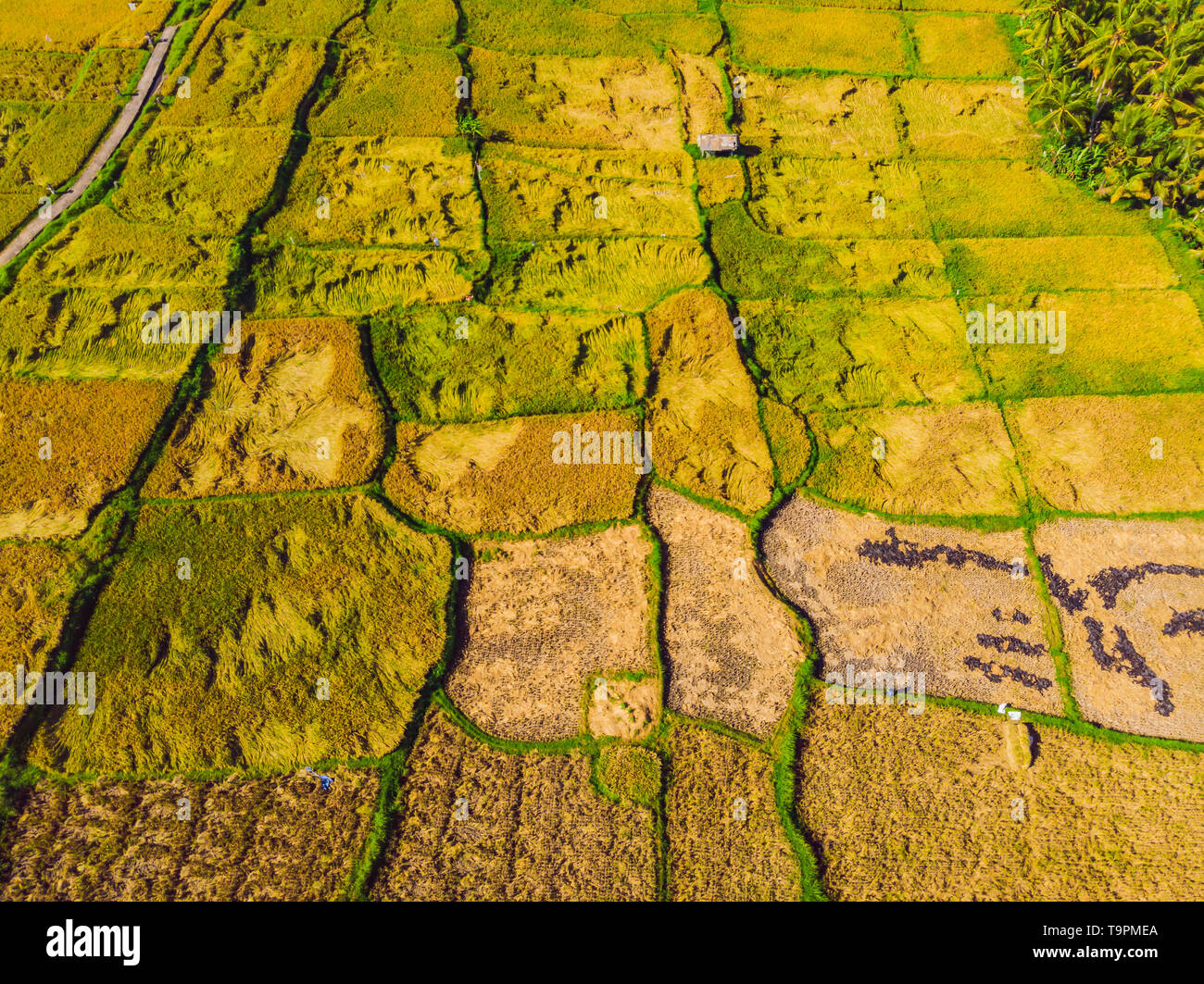 Farmers harvesting grain from agricultural hi-res stock photography and ...