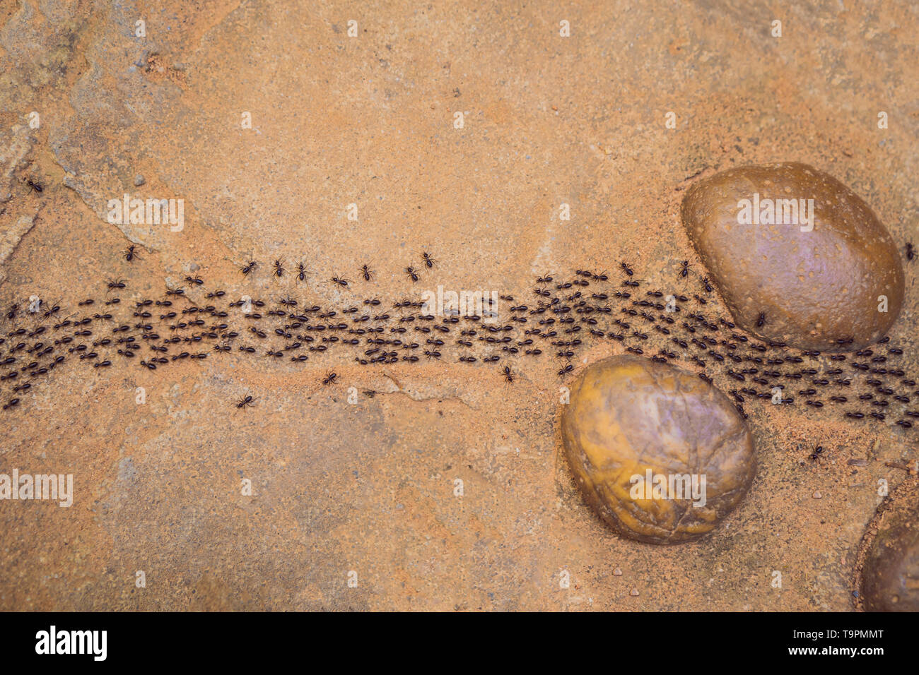 Background, ants running, ants cord, many ants fast on dirt road Stock ...