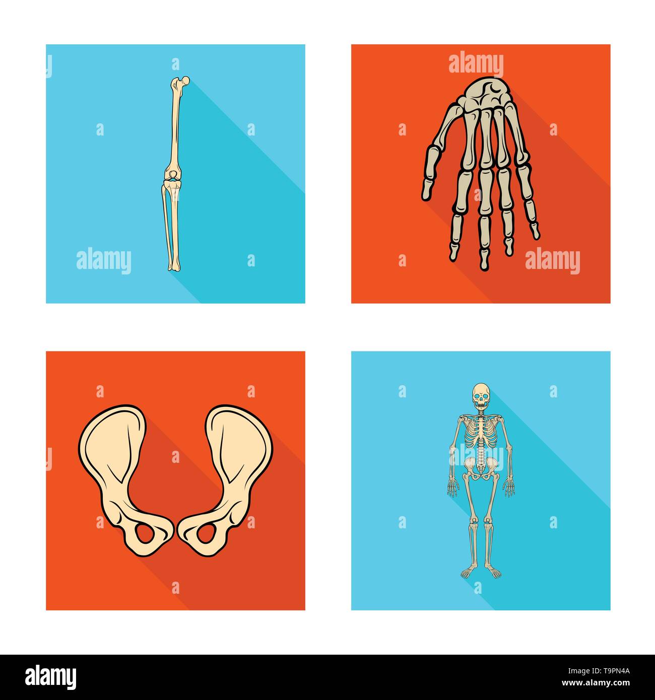 Cartilage fiber Stock Vector Images - Alamy