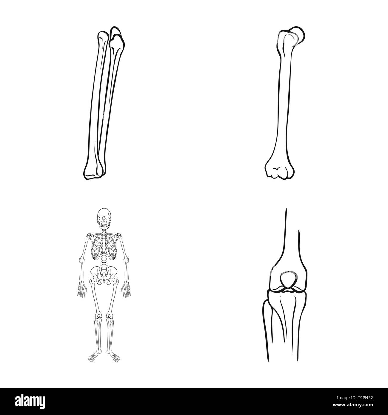 femur,musculoskeletal,broken,scientific,bony,knee,tibia,skeletal ...