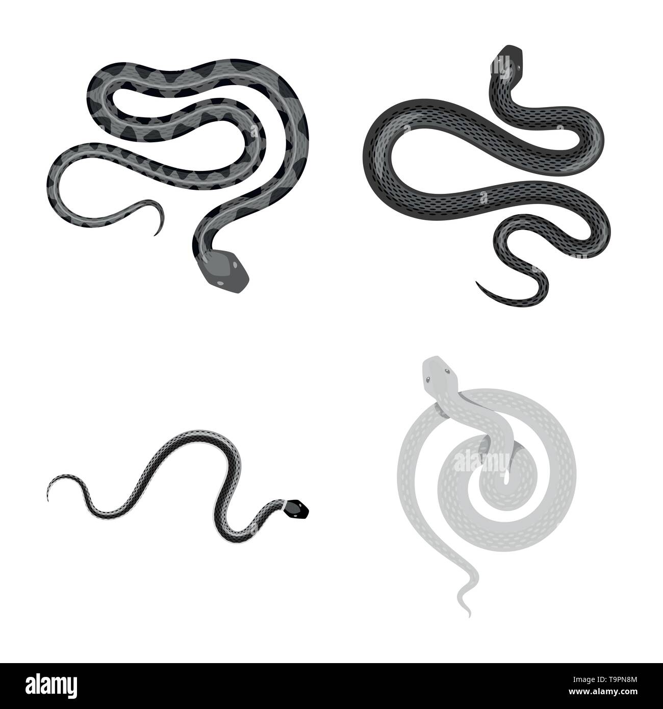 viper,amphibian,animal,snake,anaconda,cobra,white,tail,spiral,tropics ...