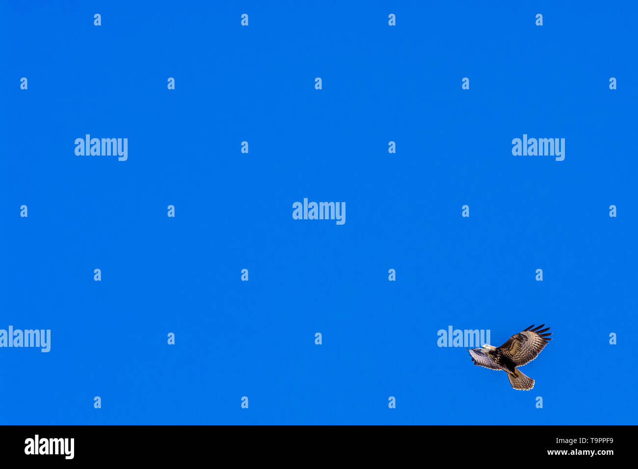 Blue background with lots of open space and a buzzard Stock Photo - Alamy