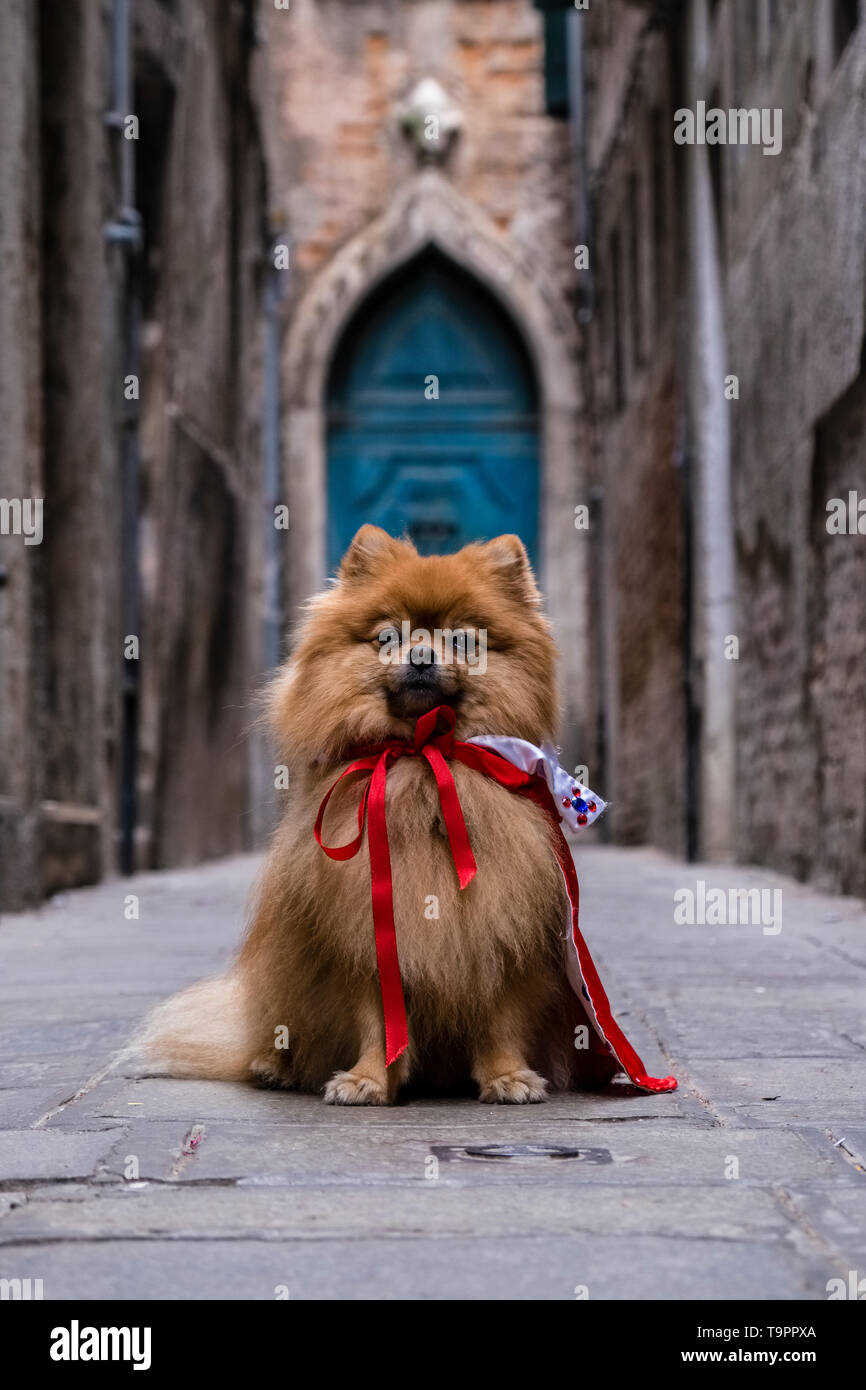 A masked dog in beautiful creative costume, posing in a small alley in ...