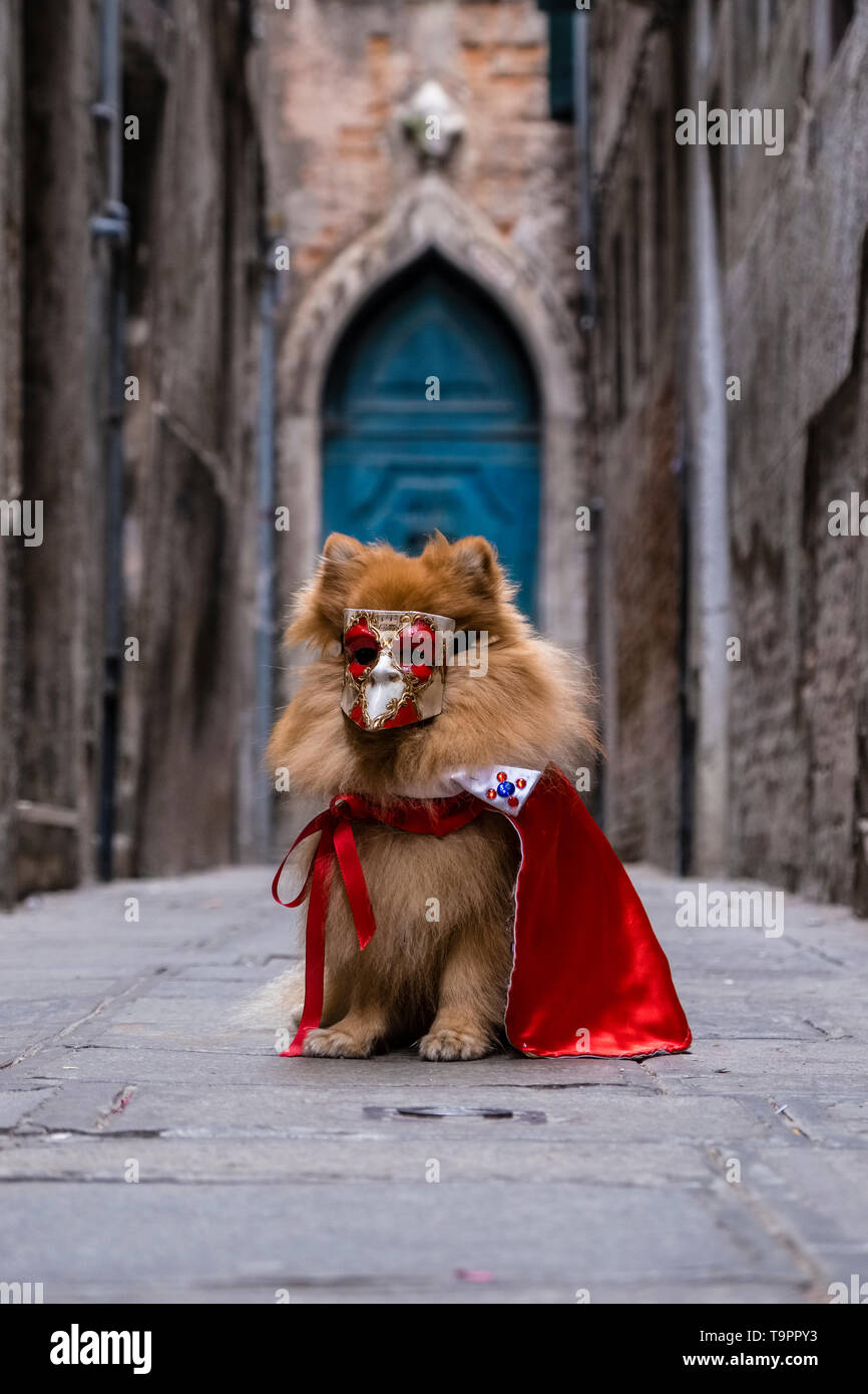 A masked dog in beautiful creative costume, posing in a small alley in ...