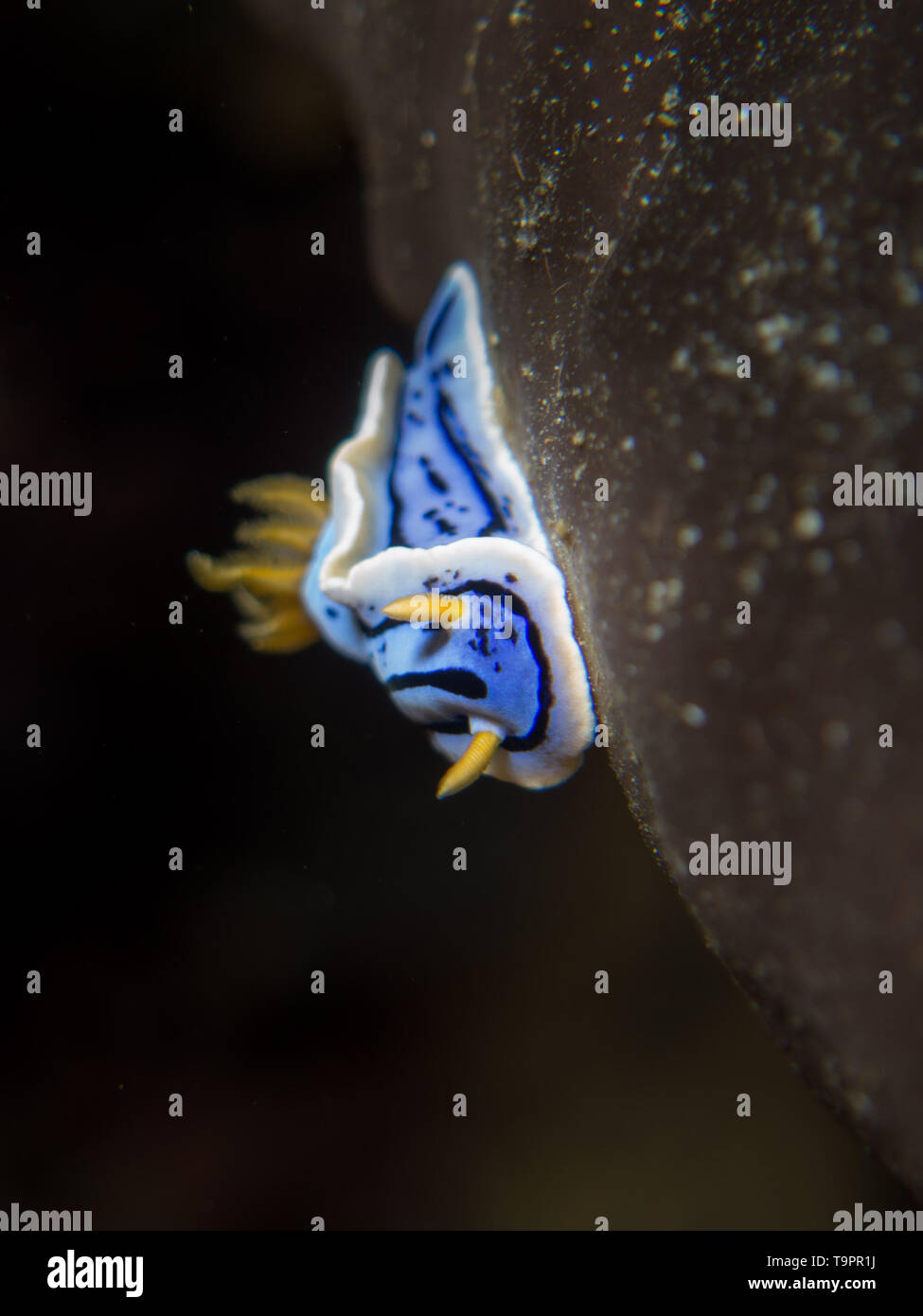 Chromodoris nudibranch underwater on a muck dive in North Sulawesi ...