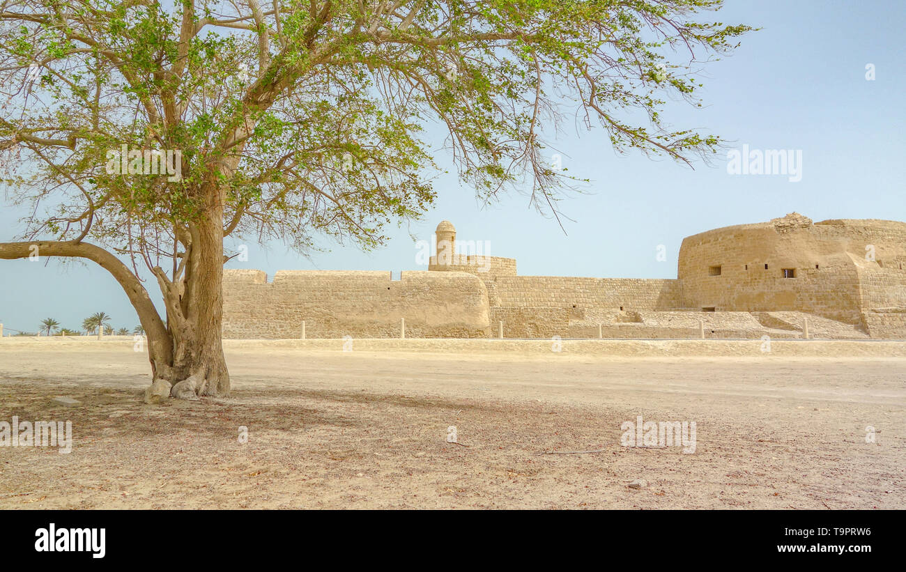 One tree framing a view of the Al Qalat Fort, Qal'at al-Bahrain Stock ...
