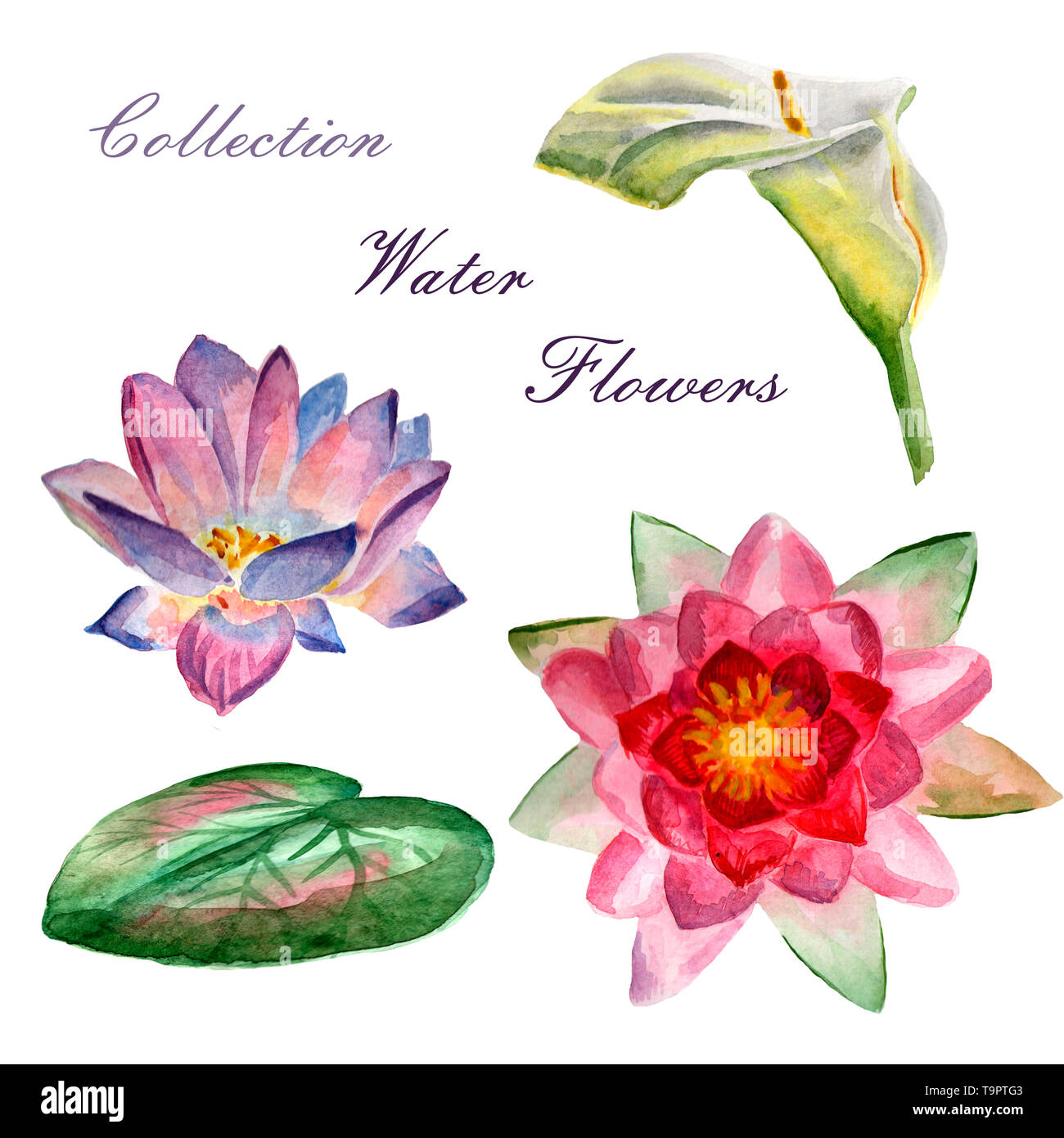 Flowers watercolor hand-panted illustration. Set of water flowers on a ...