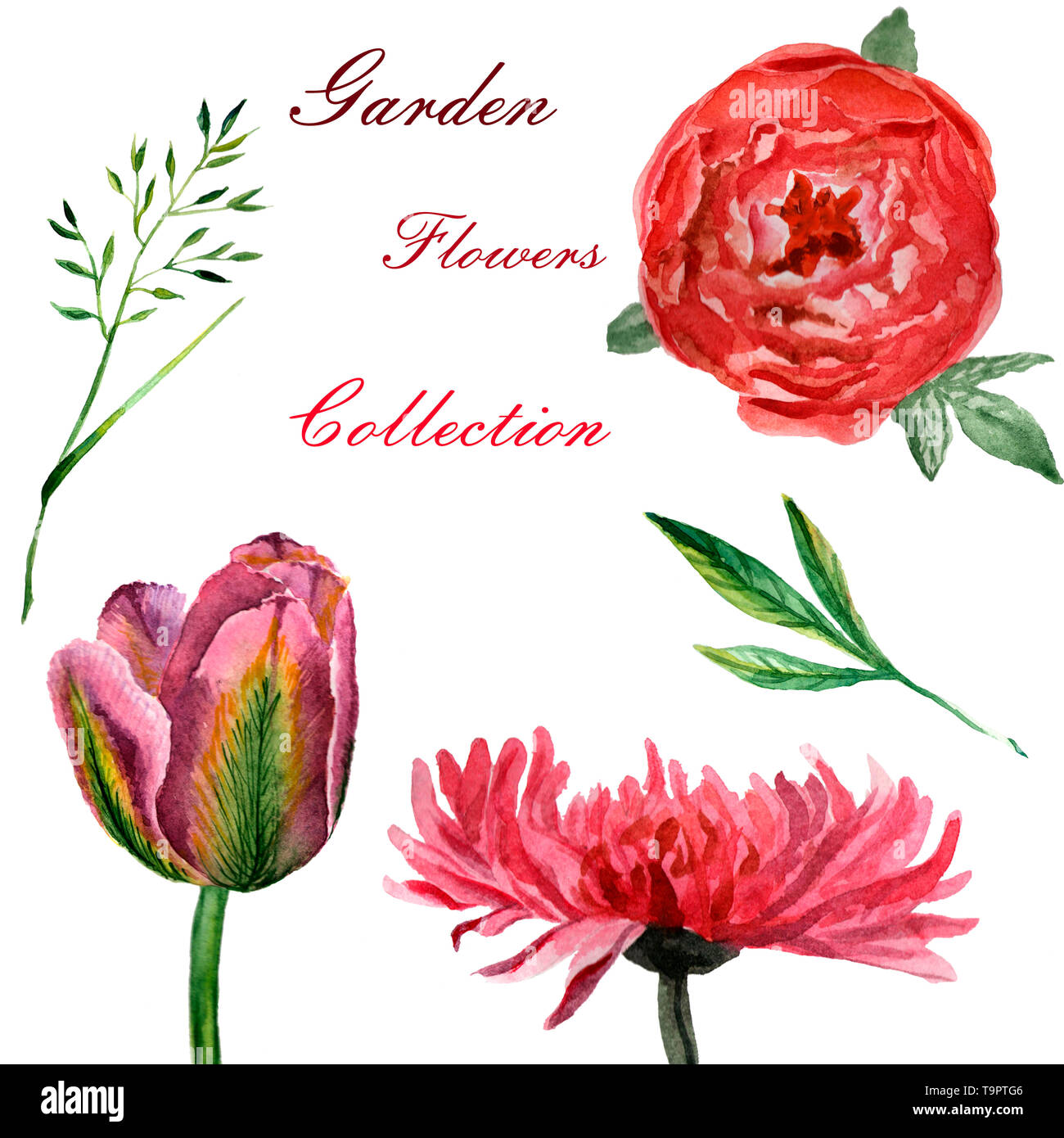 Flowers watercolor hand-panted illustration. Set of garden flowers on a ...